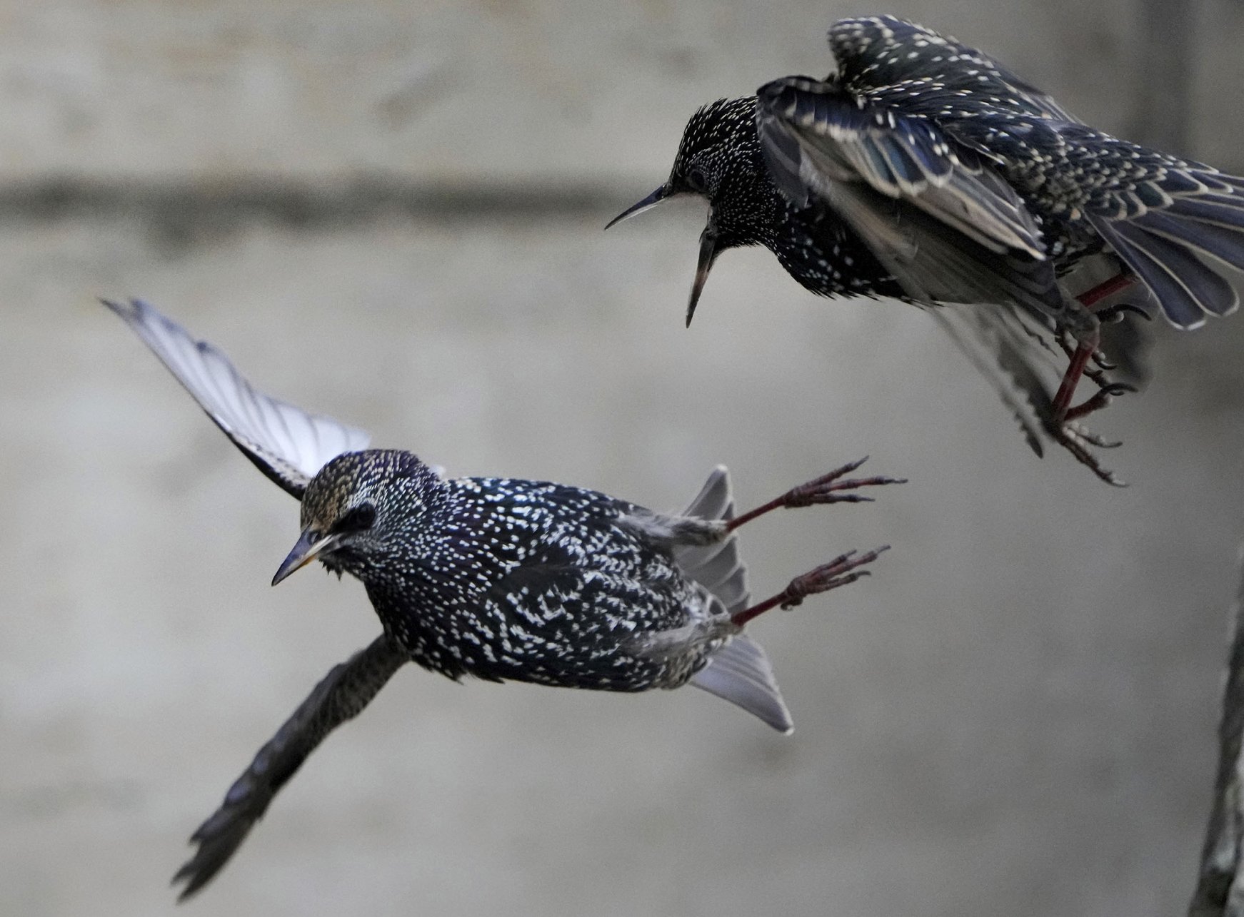 Murmuration of migrating starlings grace the skies | Daily Sabah