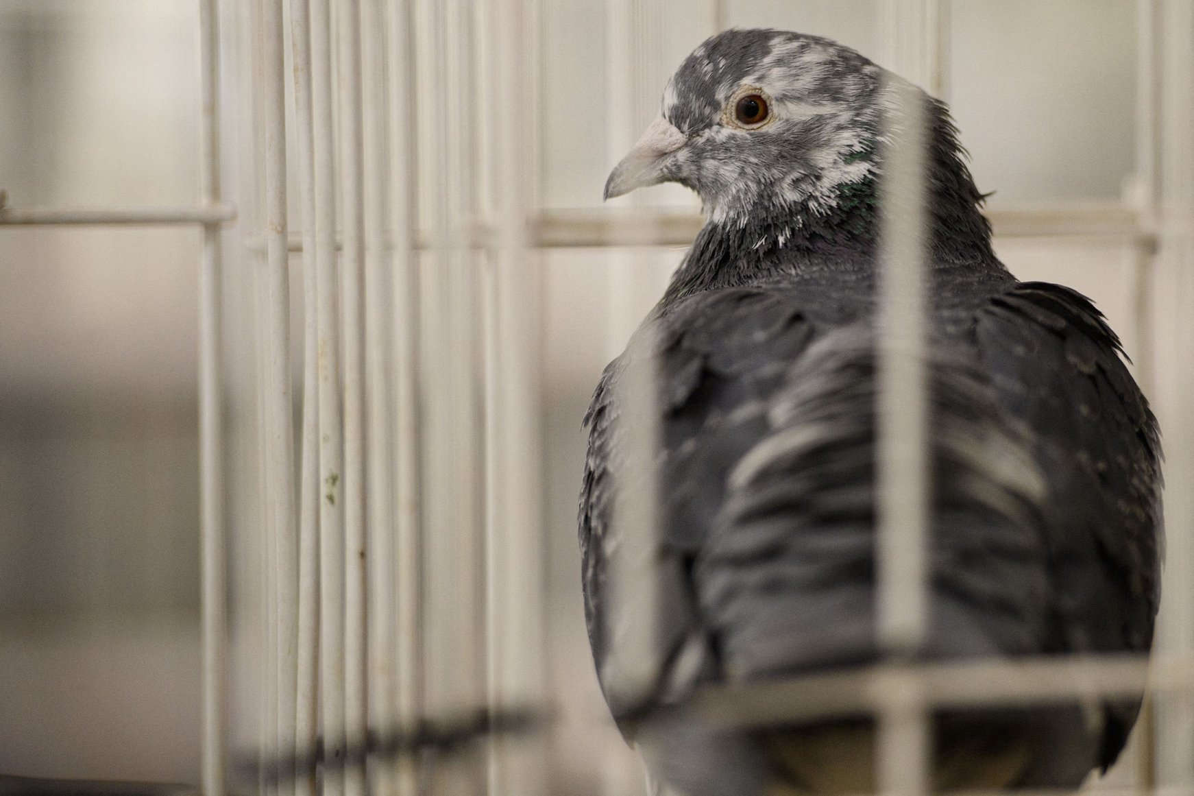 British Homing World show: Pigeons, doves and their fanciers | Daily Sabah