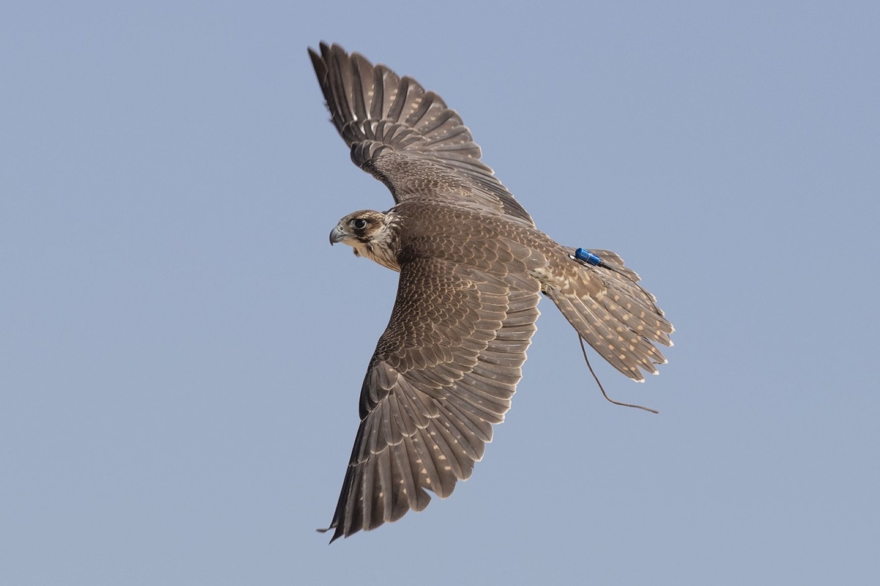 Traditional hawk festival in Doha 2022 | Daily Sabah