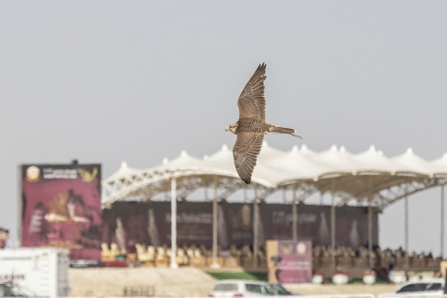 Traditional hawk festival in Doha 2022 | Daily Sabah