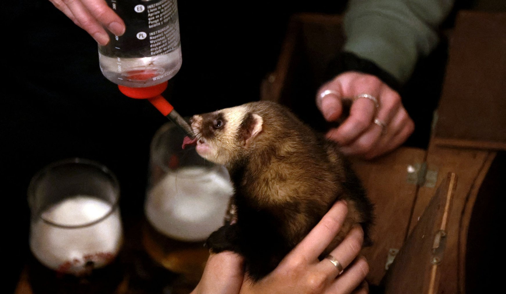 Gotta go fast: Ferret Racing Championship in Britain | Daily Sabah