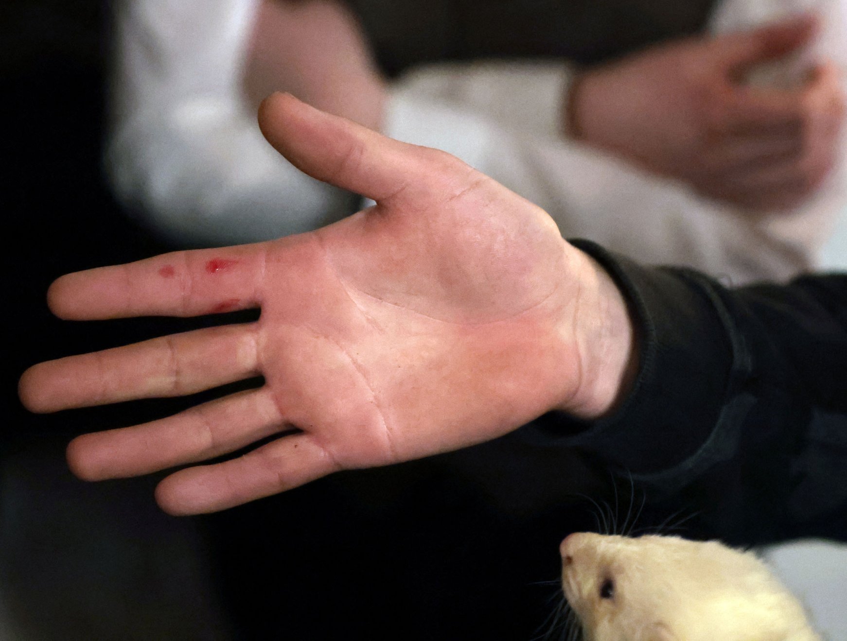 Gotta go fast: Ferret Racing Championship in Britain | Daily Sabah
