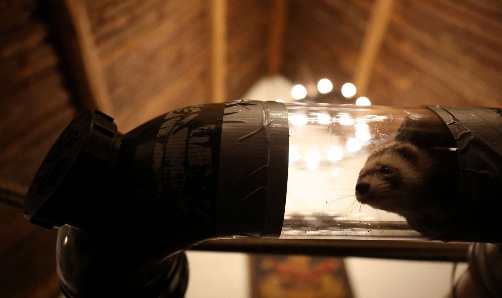 Gotta go fast: Ferret Racing Championship in Britain | Daily Sabah