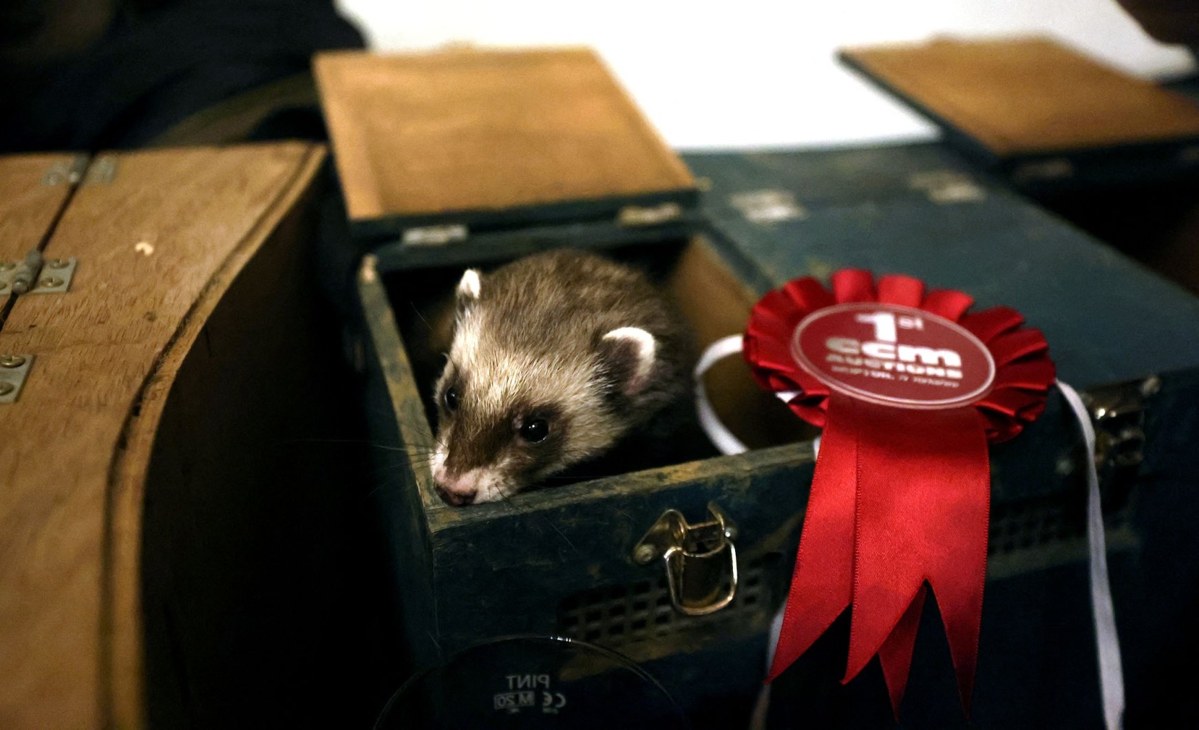 Gotta go fast: Ferret Racing Championship in Britain | Daily Sabah