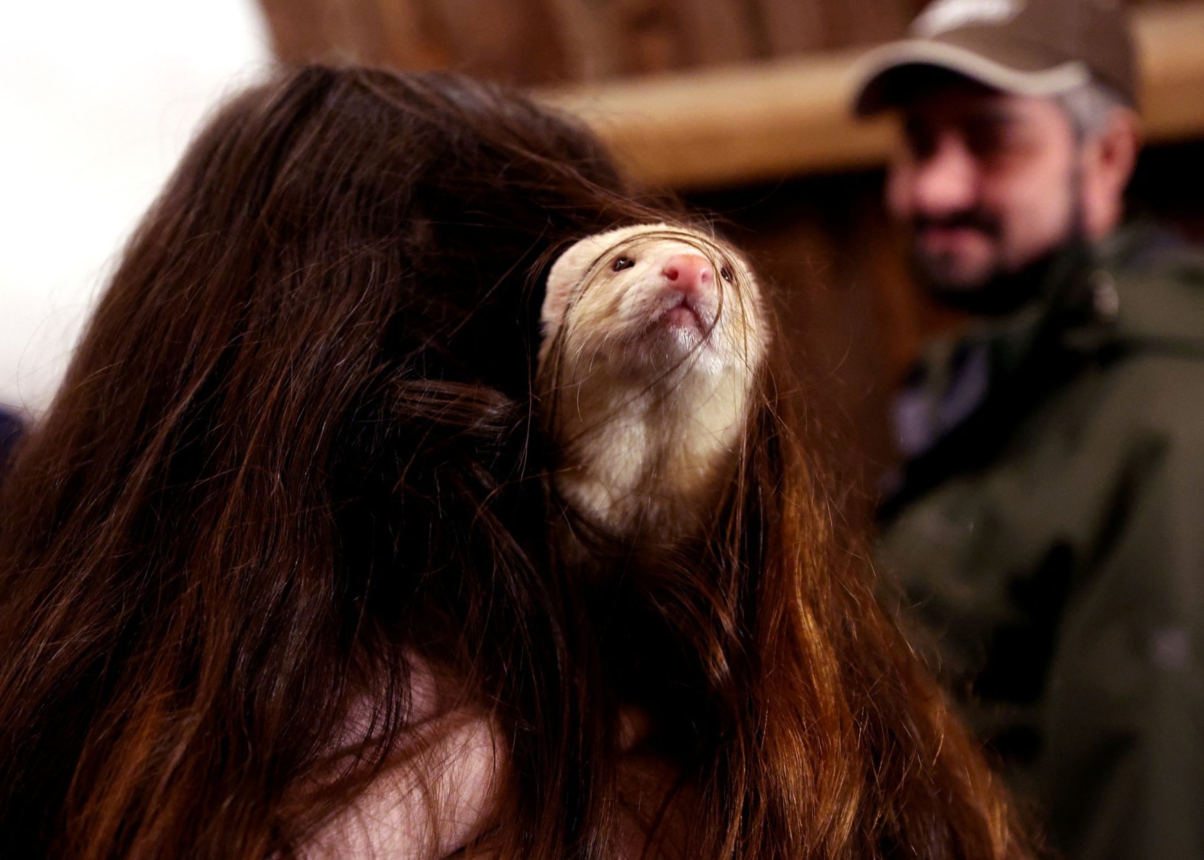 Gotta go fast: Ferret Racing Championship in Britain | Daily Sabah