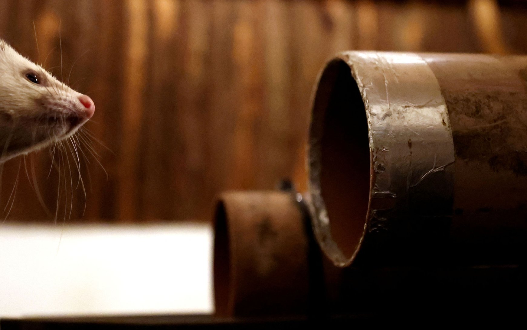 Gotta go fast: Ferret Racing Championship in Britain | Daily Sabah