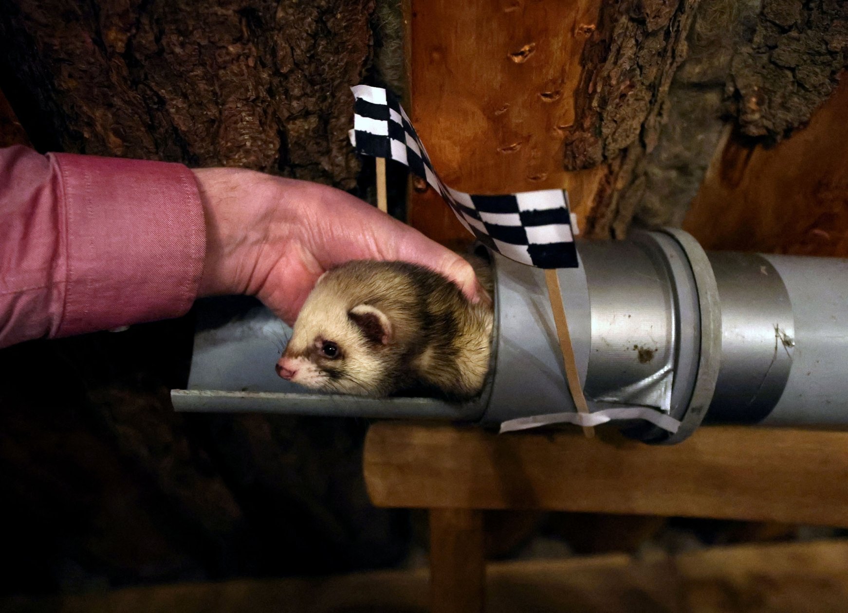 Gotta go fast: Ferret Racing Championship in Britain | Daily Sabah