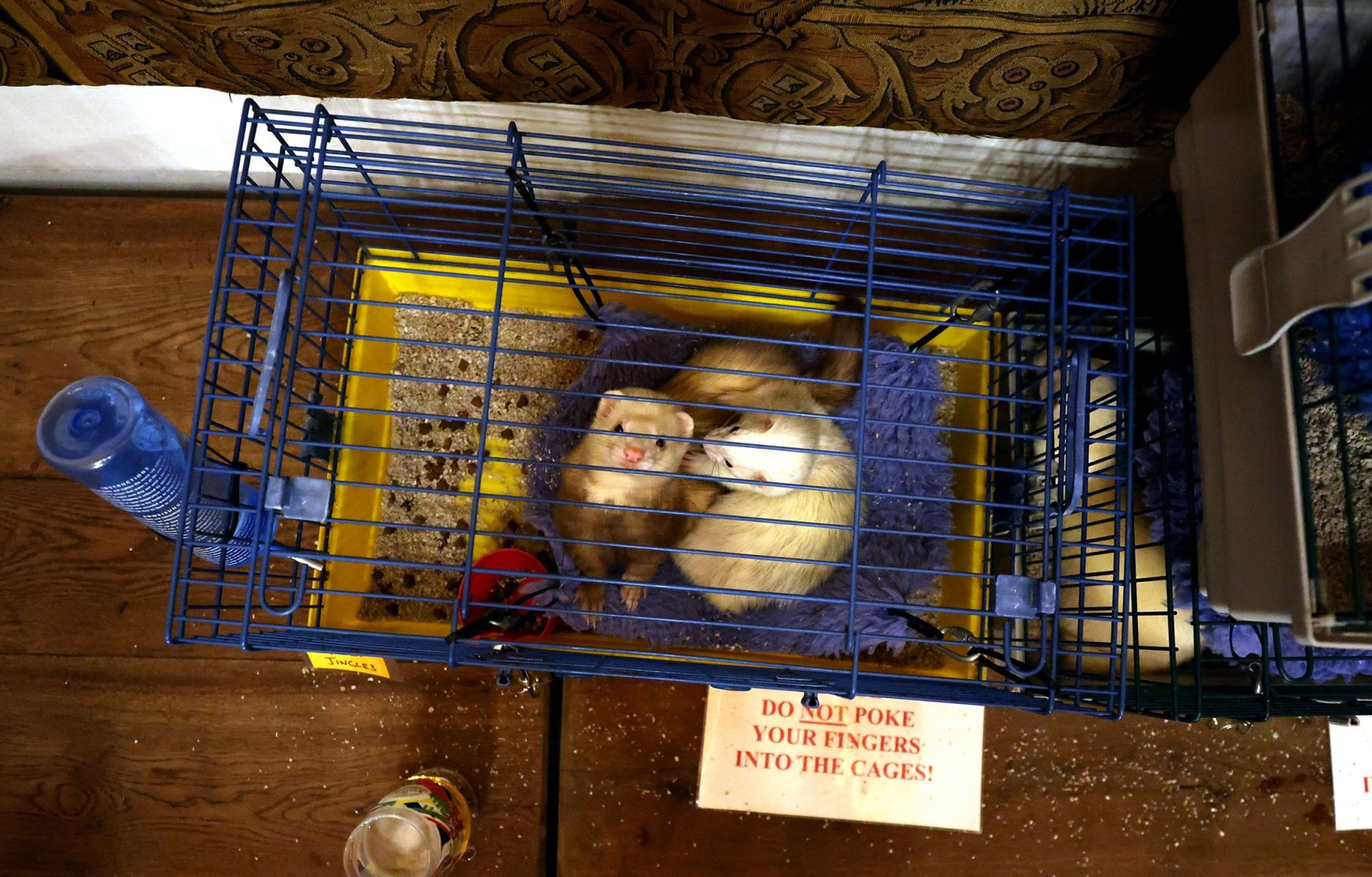 Gotta go fast: Ferret Racing Championship in Britain | Daily Sabah