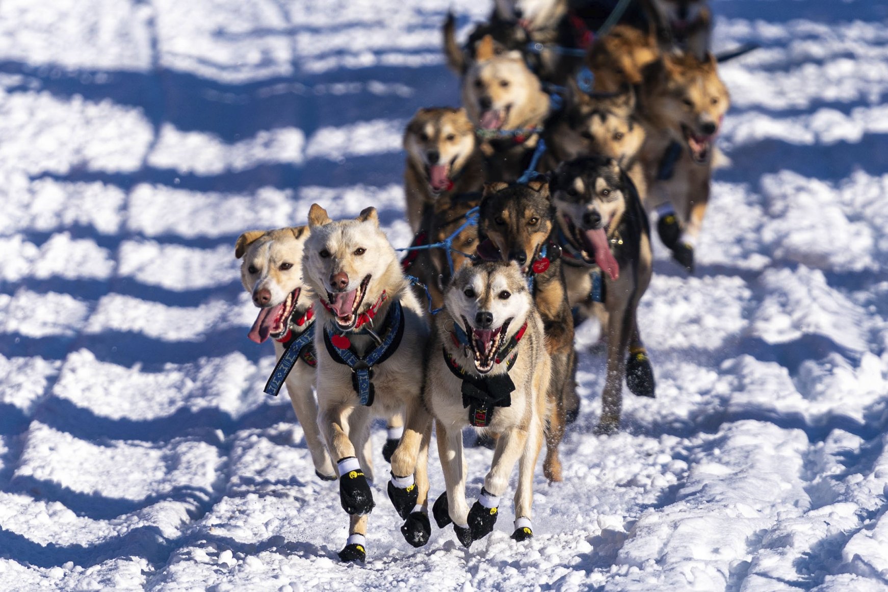 1,049 miles of ice and snow: Best of Iditarod 2022 Sled Dog Race ...