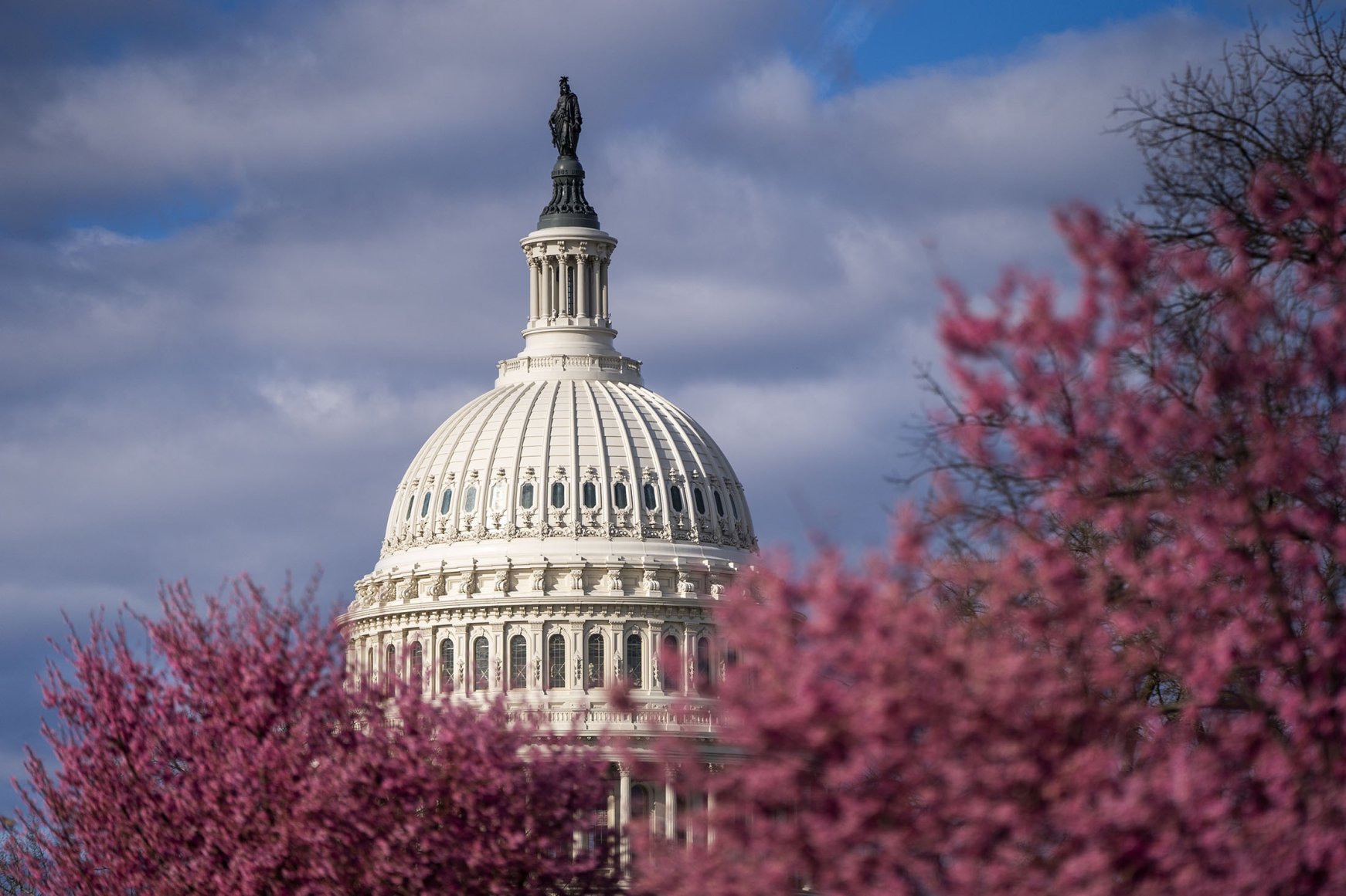 Washington's cherry blossoms in full bloom | Daily Sabah