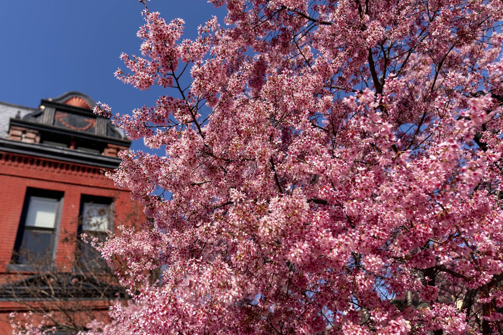 Washington's cherry blossoms in full bloom | Daily Sabah
