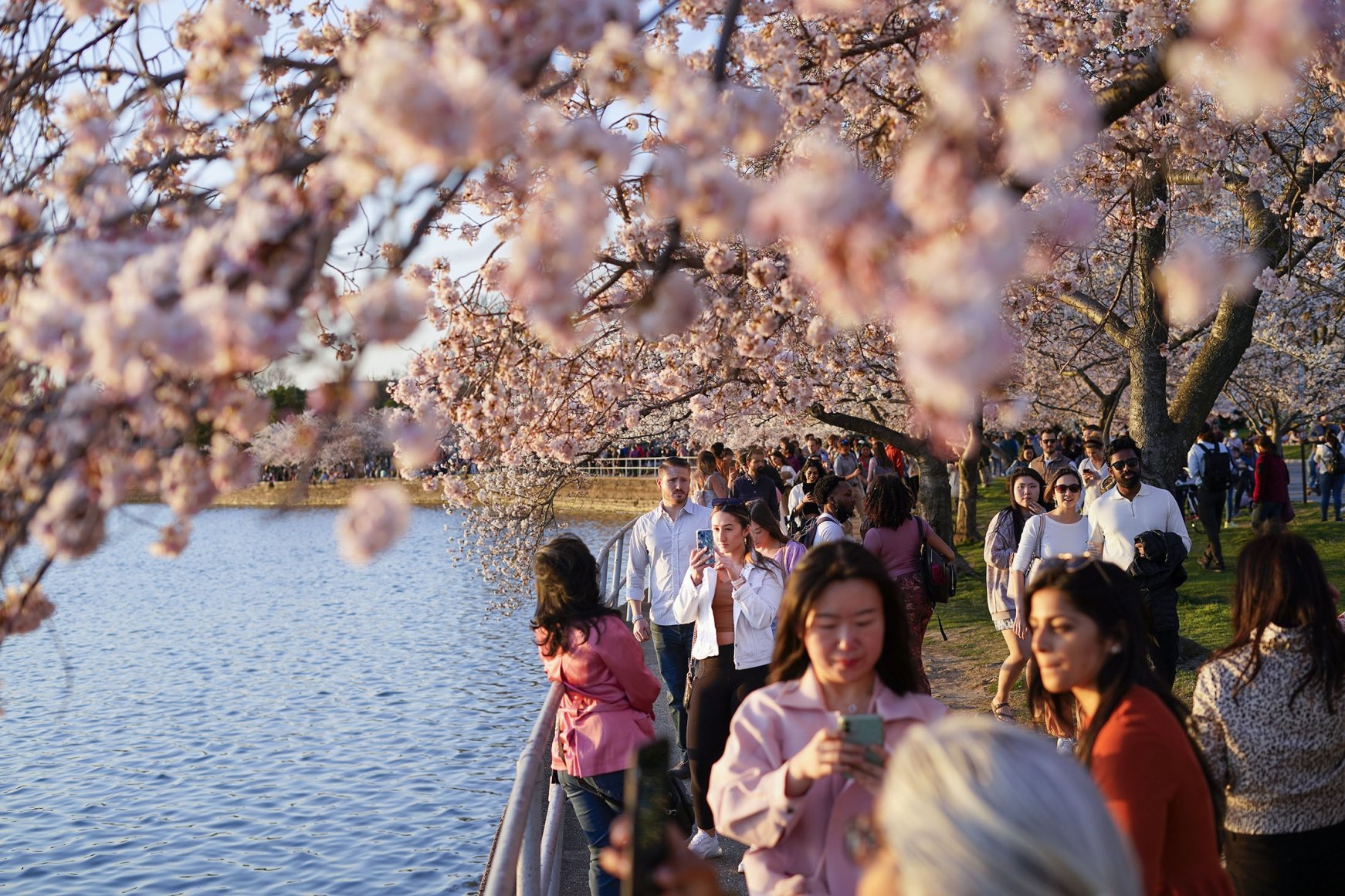 Washington's cherry blossoms in full bloom | Daily Sabah