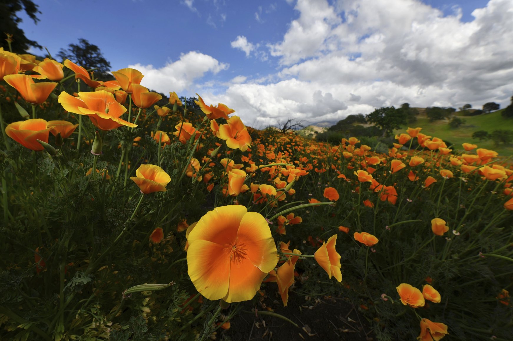 Nature blooms as spring hits off | Daily Sabah
