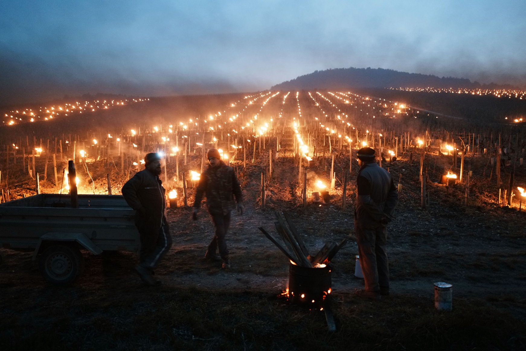 Anti-frost candles burn in France's vineyards to save buds, flowers ...