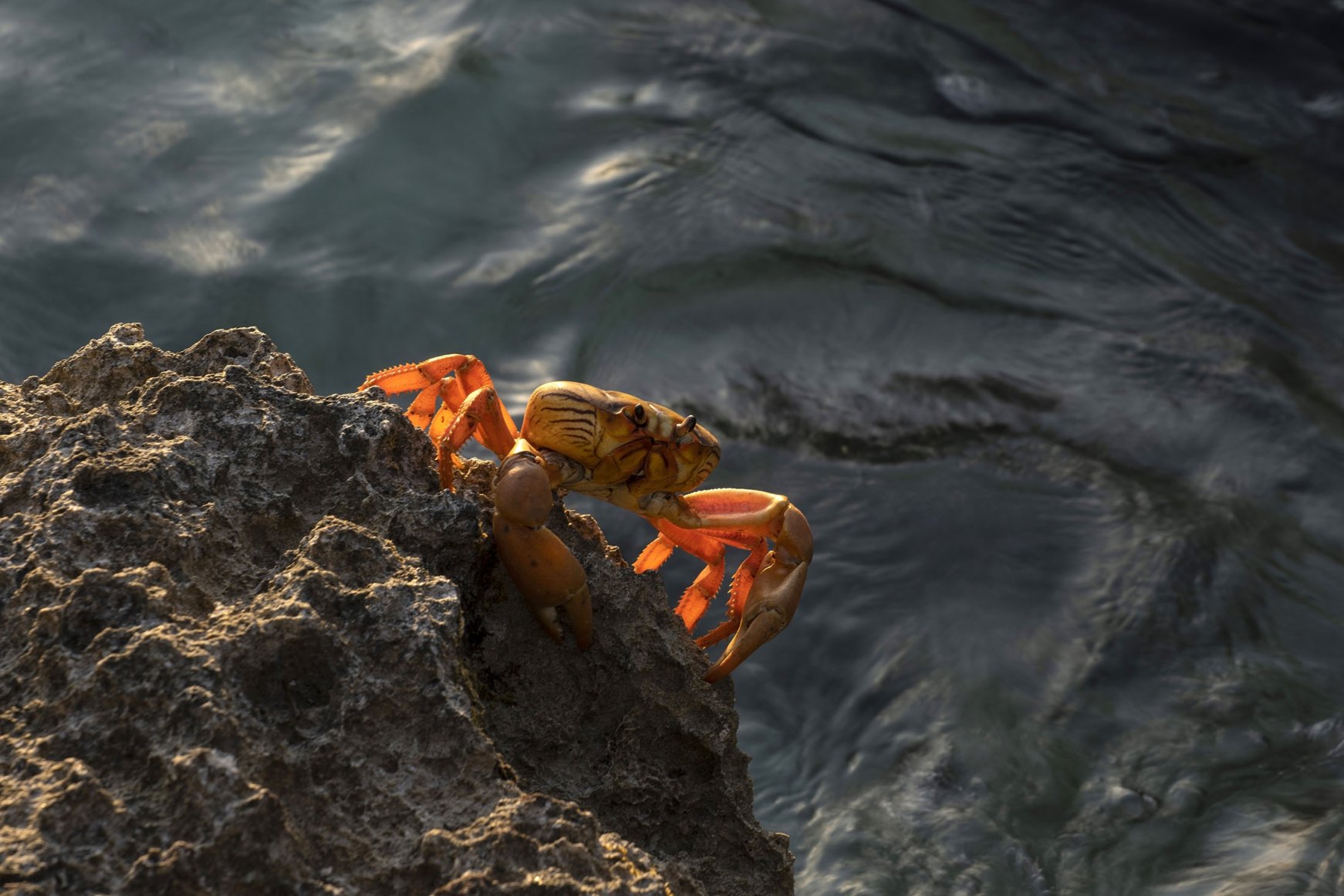 Cuban crabs embark on perilous migration to Bay of Pigs | Daily Sabah