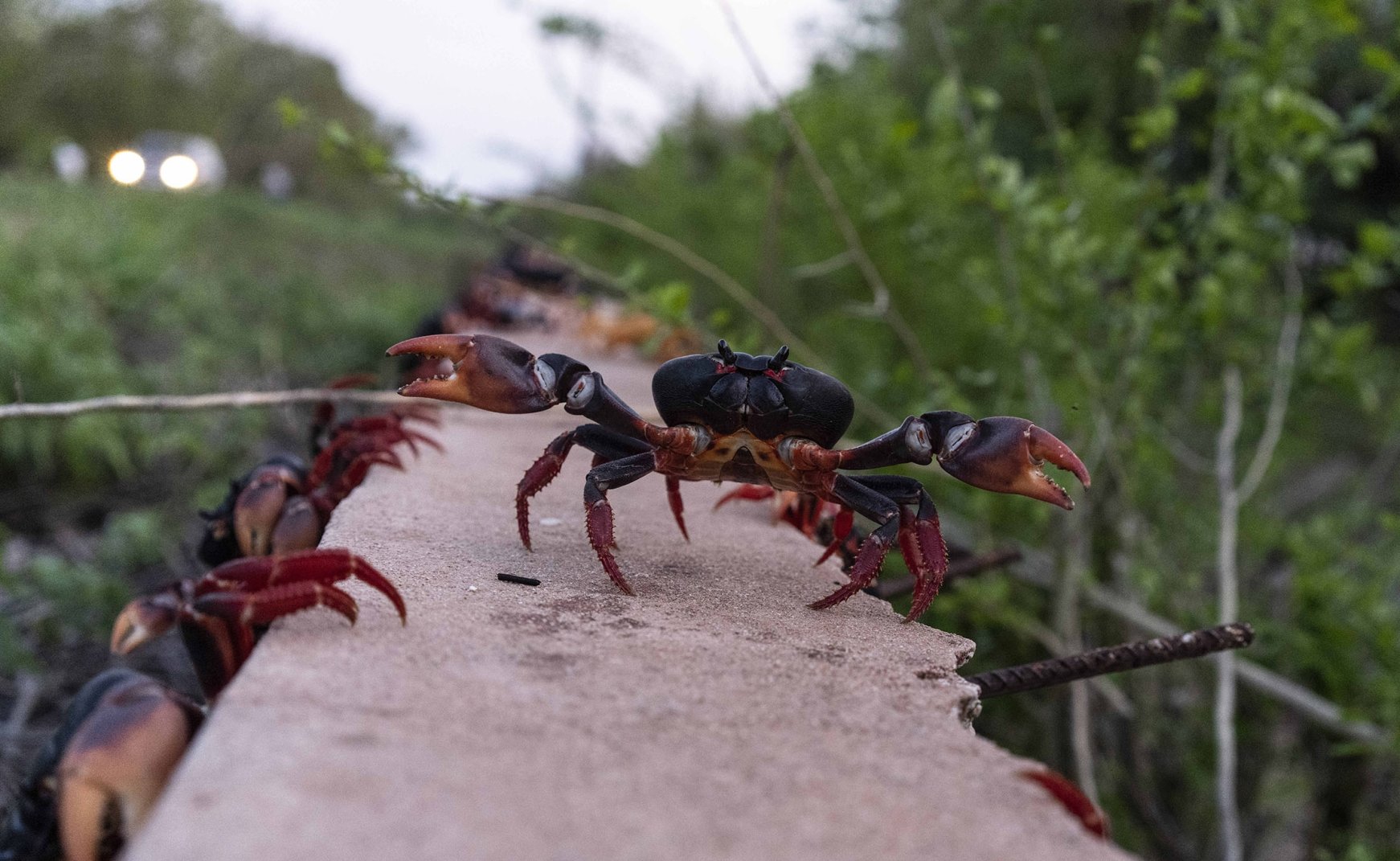 Cuban crabs embark on perilous migration to Bay of Pigs | Daily Sabah