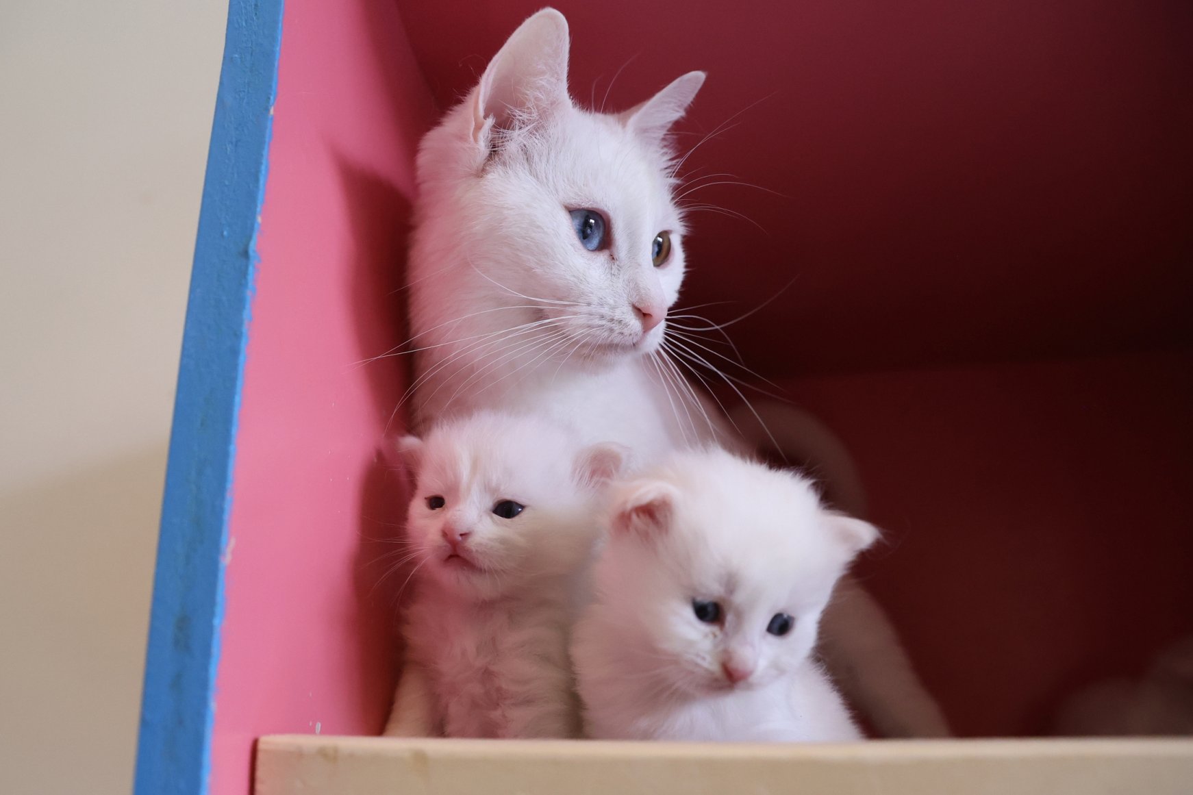 Experts explain what makes Van cats special | Daily Sabah