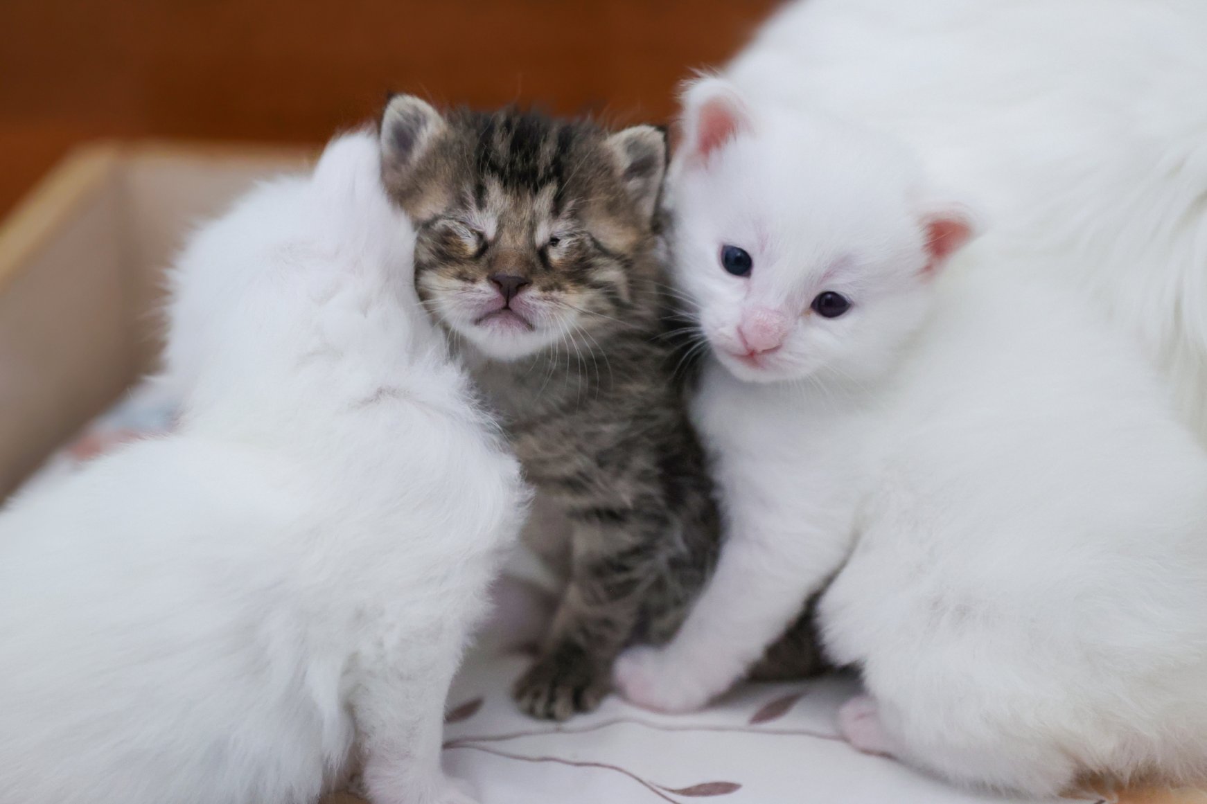 Experts explain what makes Van cats special | Daily Sabah