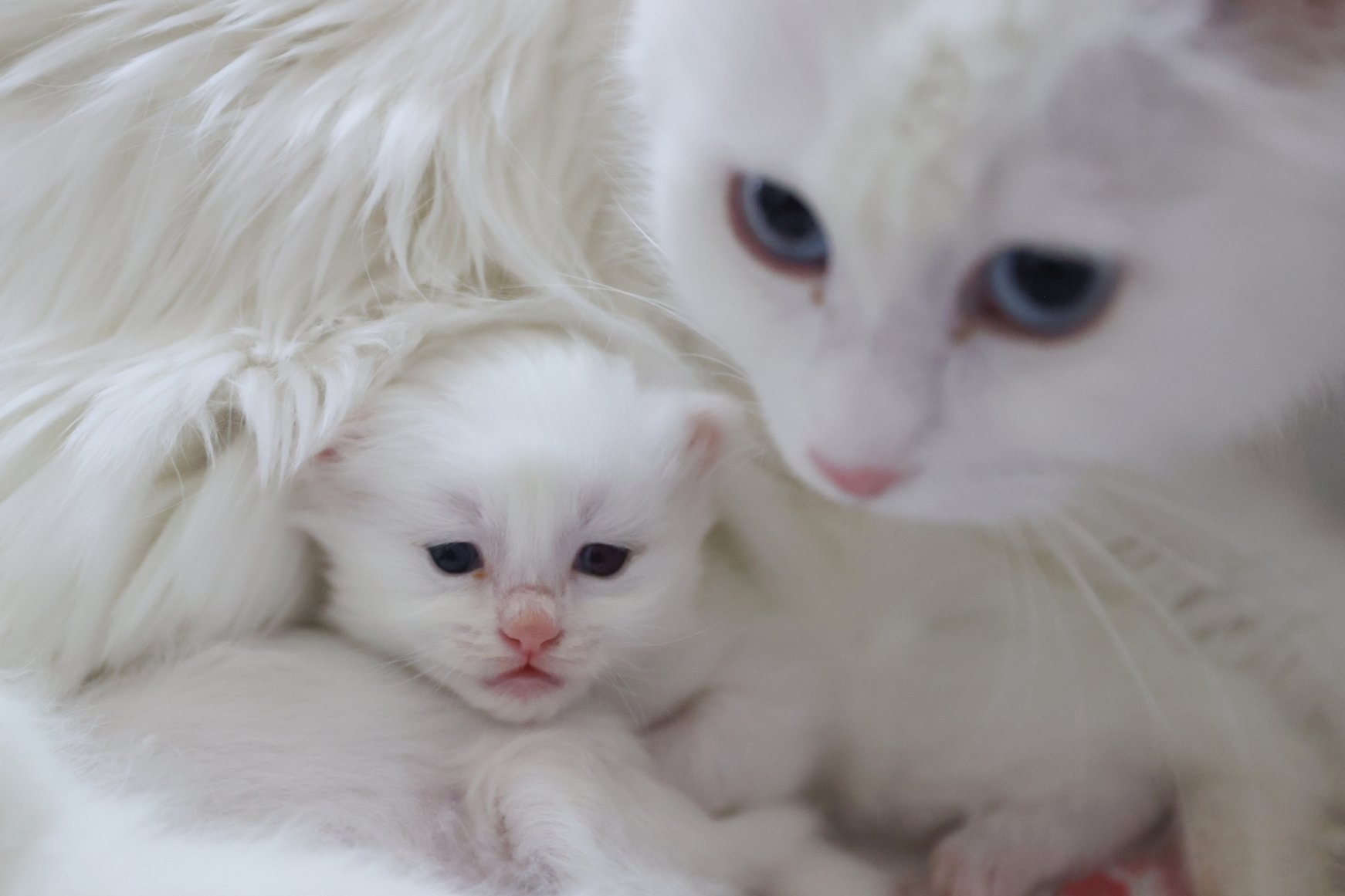 Experts explain what makes Van cats special | Daily Sabah