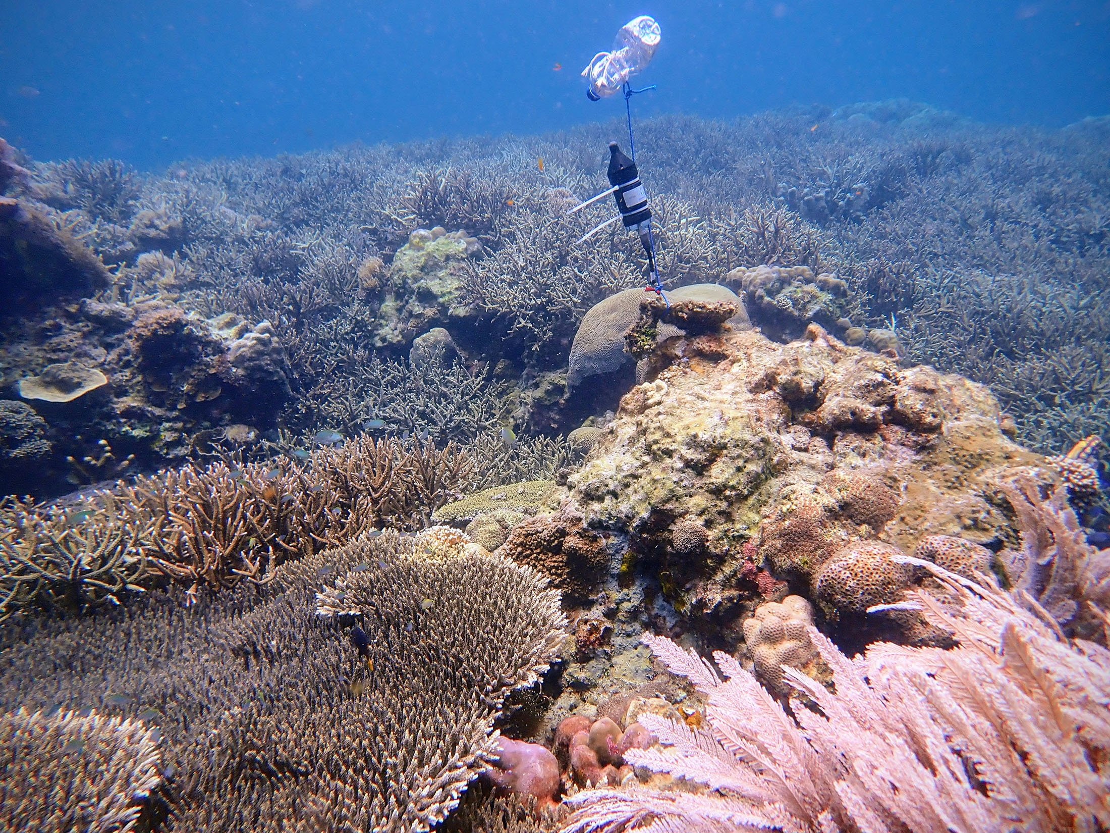 AI monitors coral reef's health, listening to sounds of life | Daily Sabah