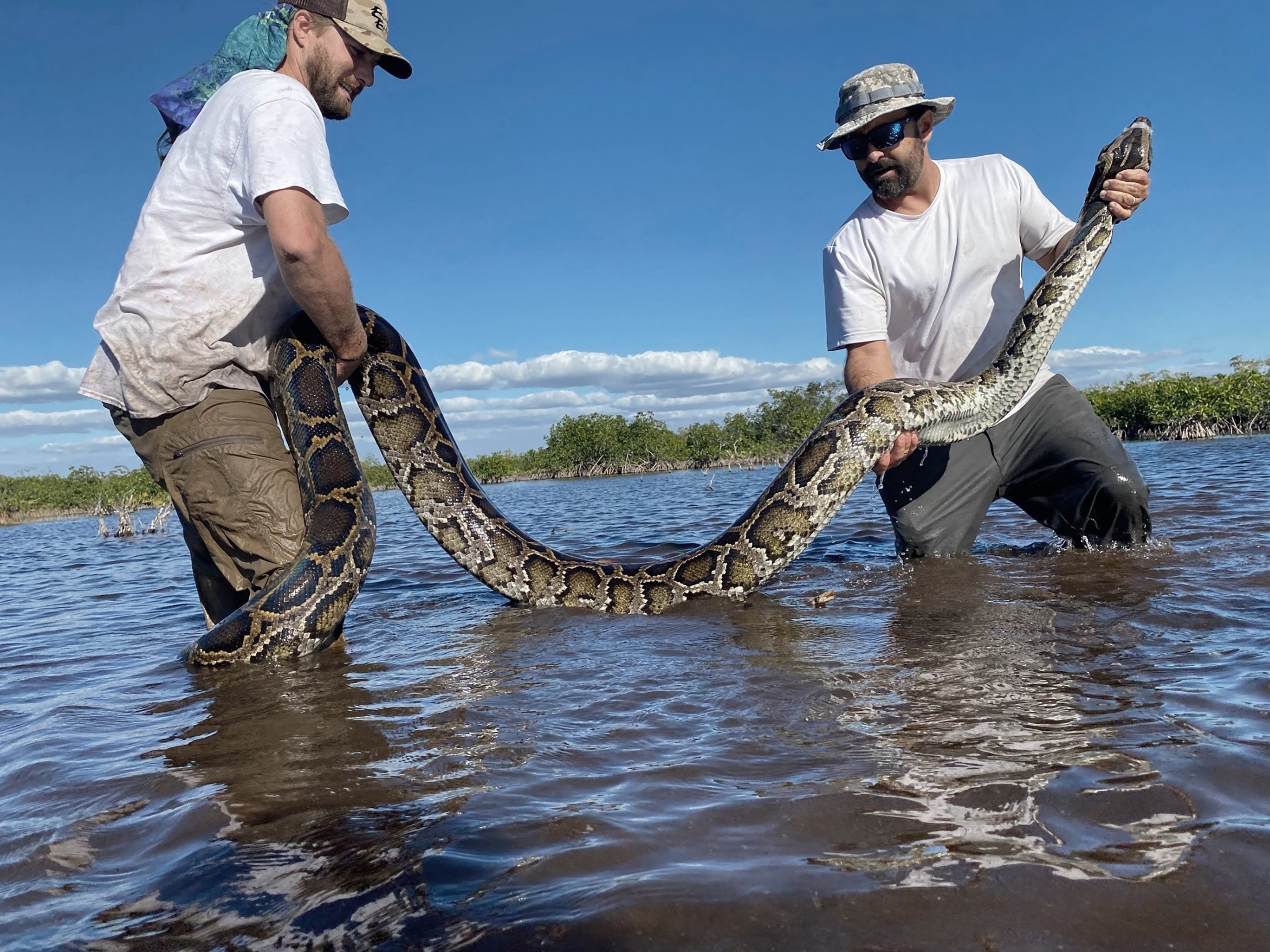215 pound Record Florida Scientists Catch State s Biggest Python 