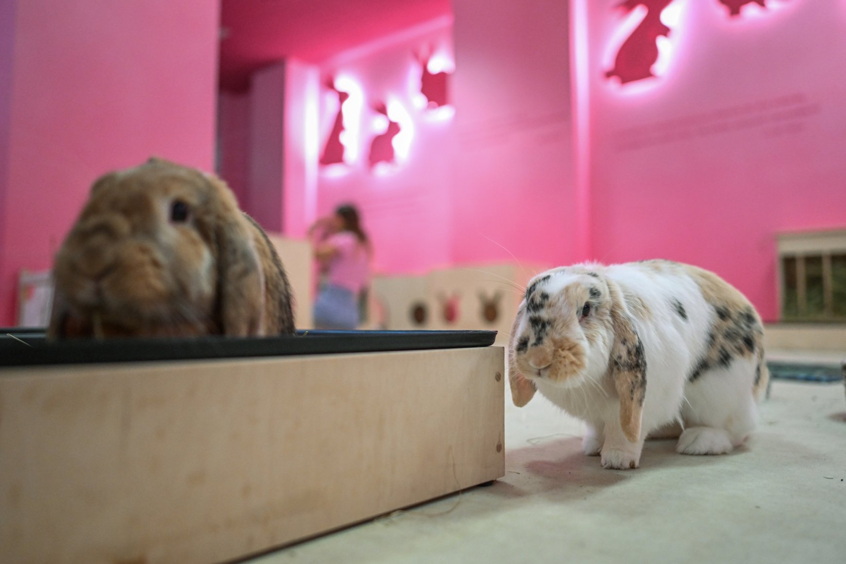 Europe's first 'Bunny Cafe' opens doors in Poland's Krakow | Daily Sabah