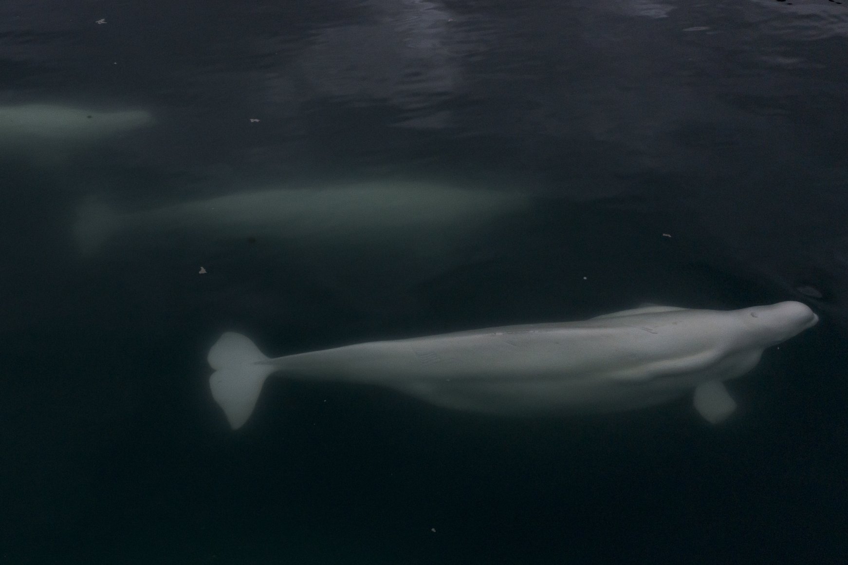 Turkey's 22-day Arctic expedition team returns with samples | Daily Sabah