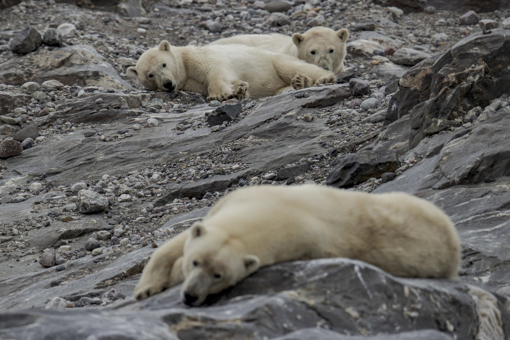 Turkey's 22-day Arctic expedition team returns with samples | Daily Sabah