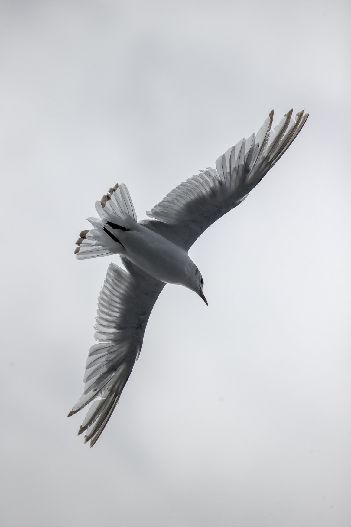 Turkey's 22-day Arctic expedition team returns with samples | Daily Sabah