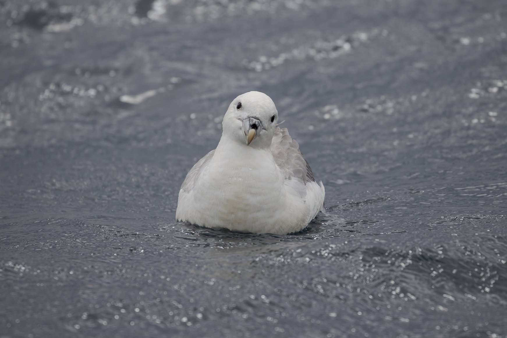 Turkey's 22-day Arctic expedition team returns with samples | Daily Sabah