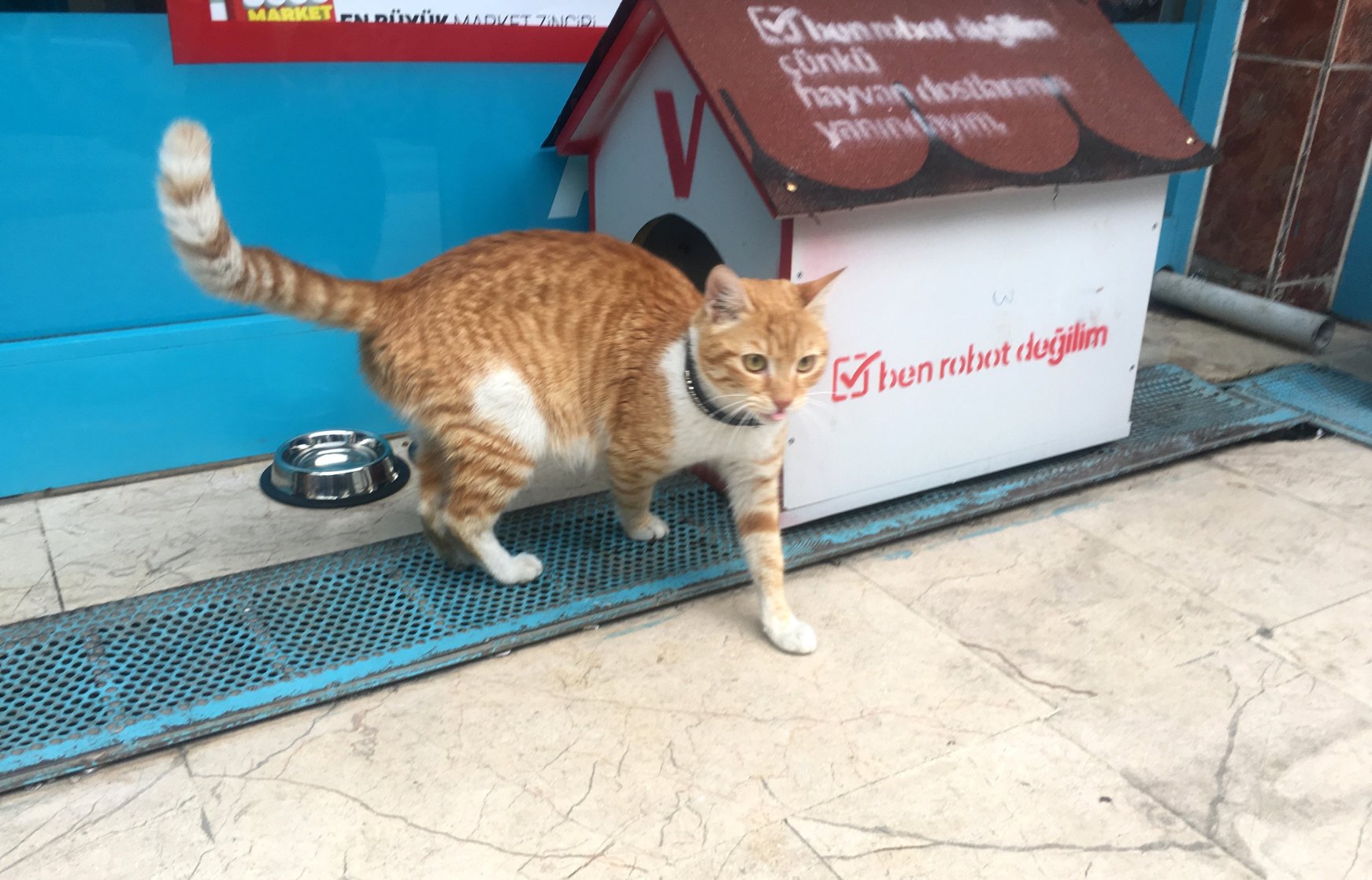 Cattitude: 10 Turkish cats that stole headlines | Daily Sabah