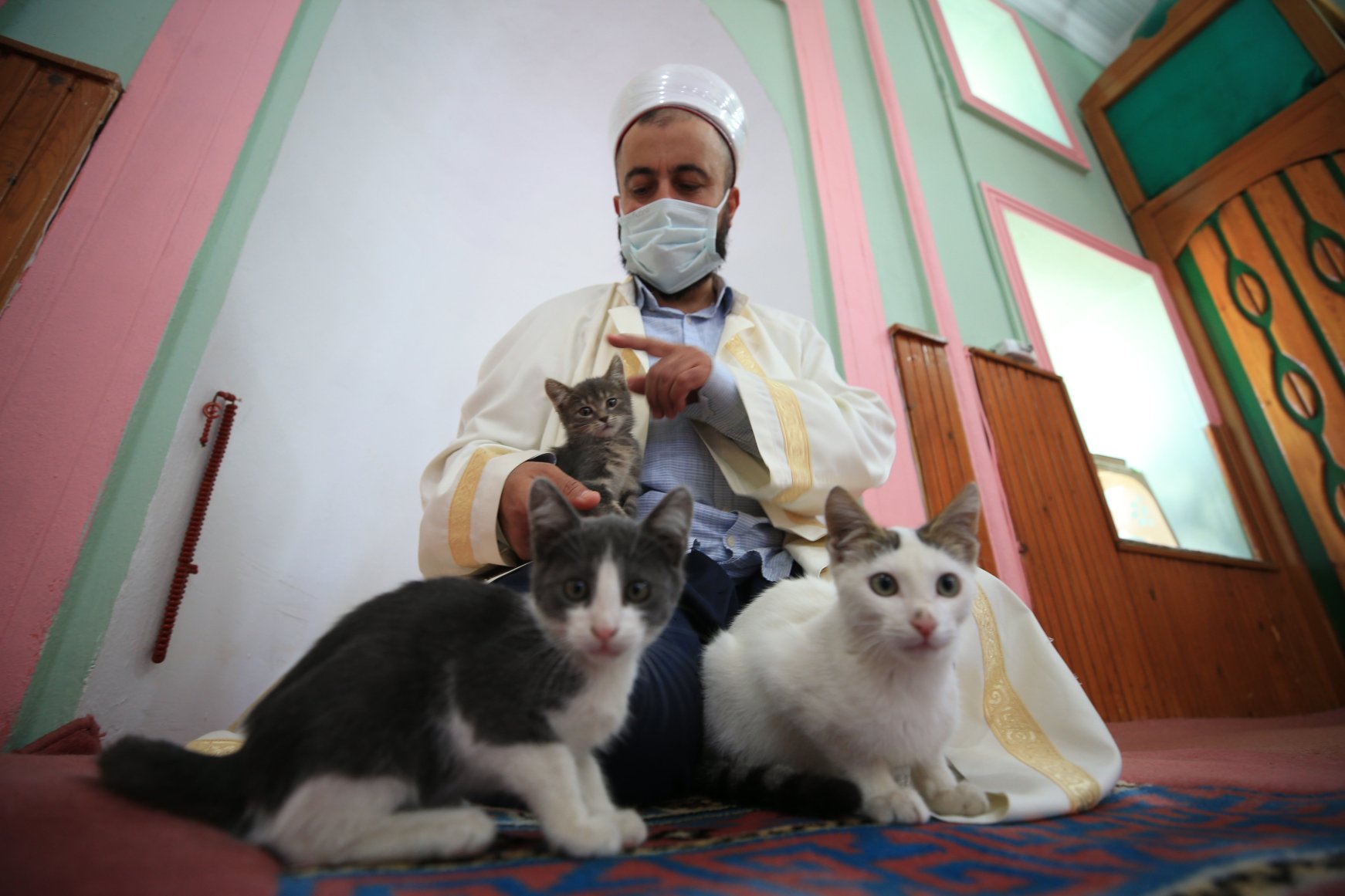 Cattitude: 10 Turkish cats that stole headlines | Daily Sabah