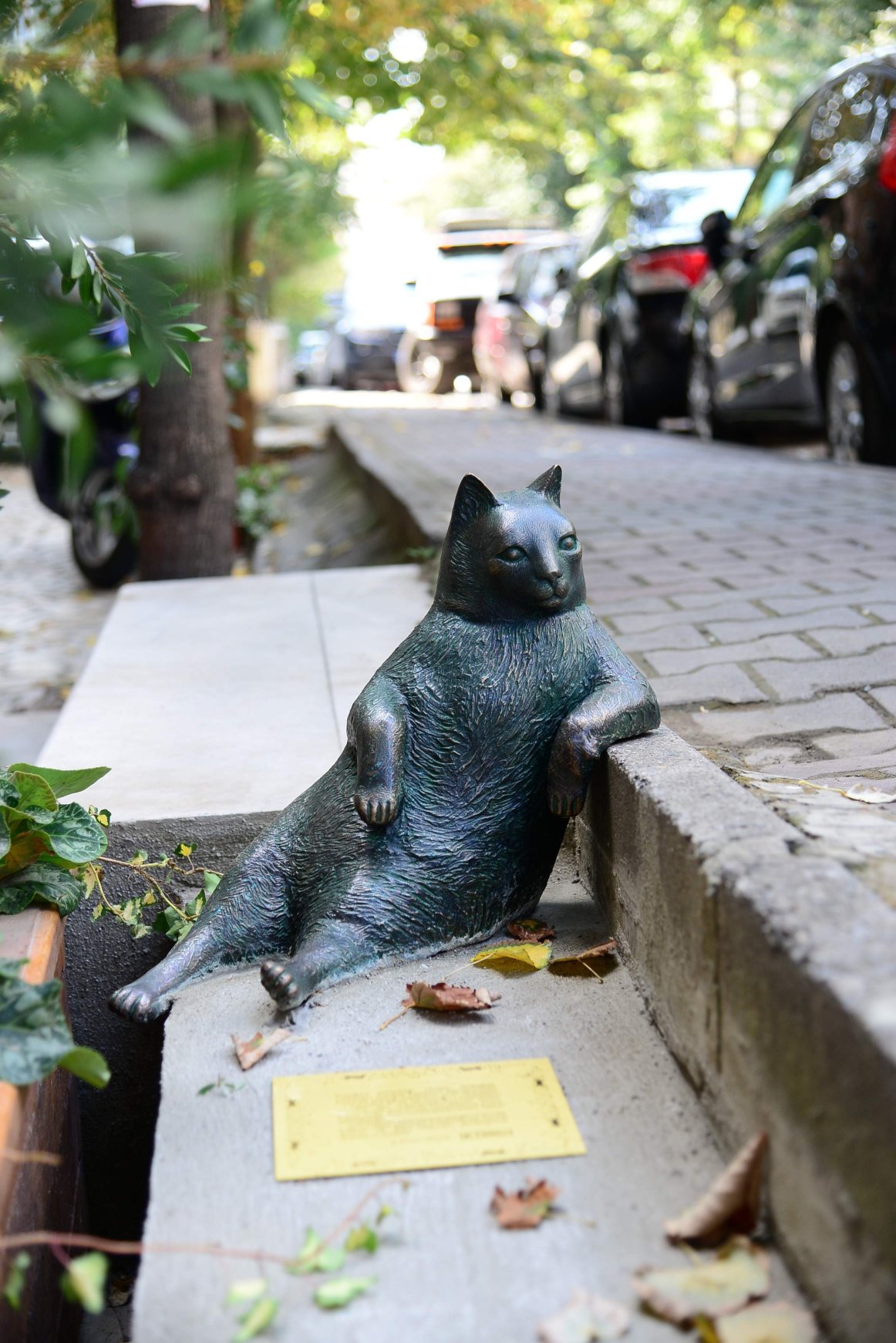 Cattitude: 10 Turkish cats that stole headlines | Daily Sabah