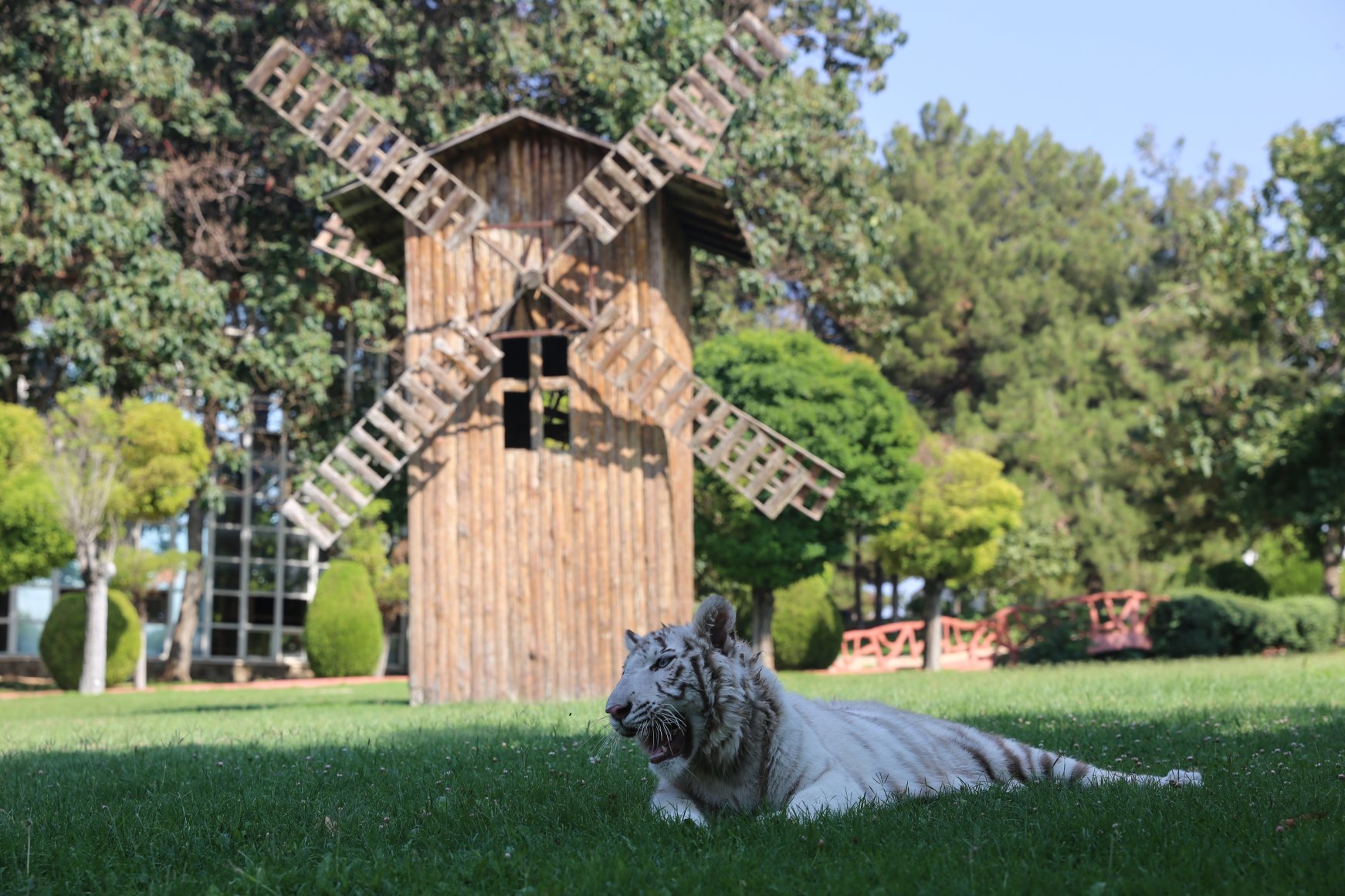 Rare white tiger cub found in Turkey triples weight in 4 months | Daily ...