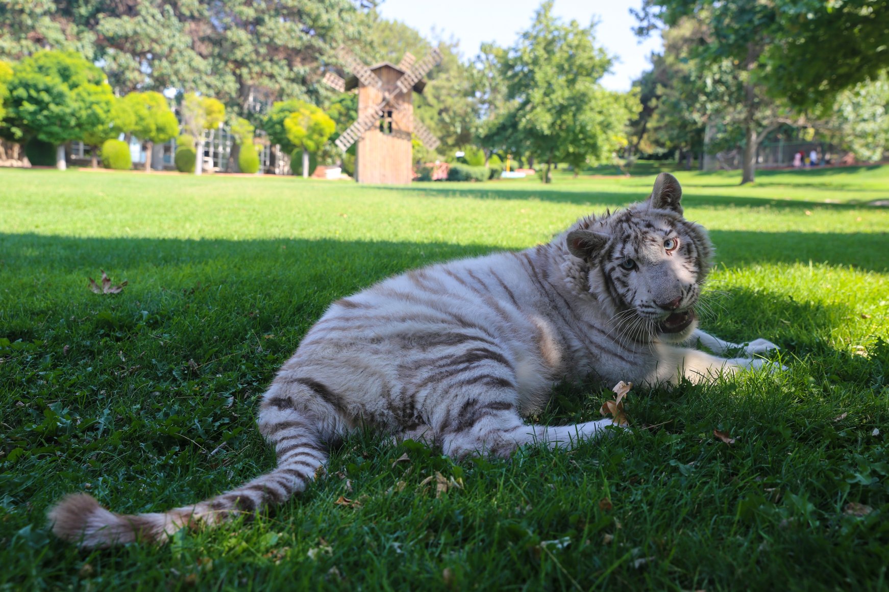 Rare white tiger cub found in Turkey triples weight in 4 months | Daily ...