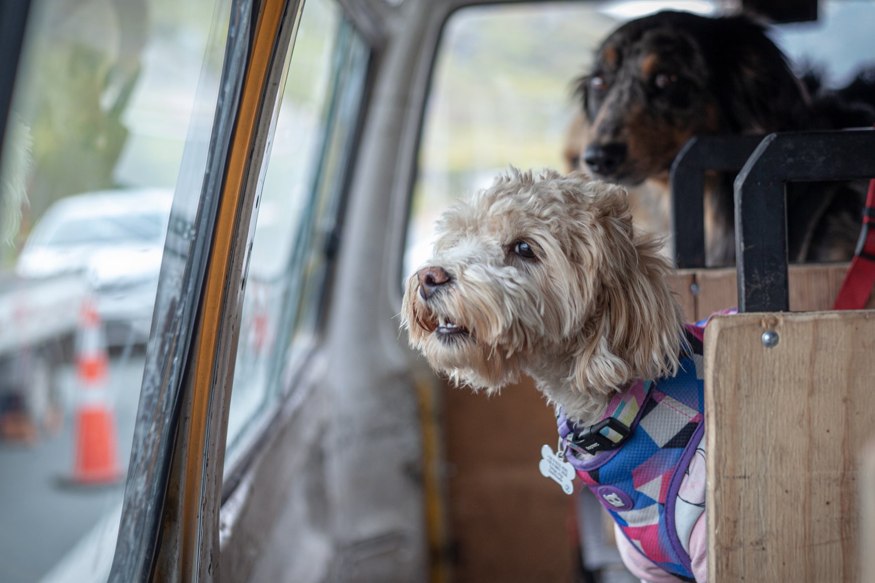 Dogs ride bus to 'doggy daycare' in Chile | Daily Sabah