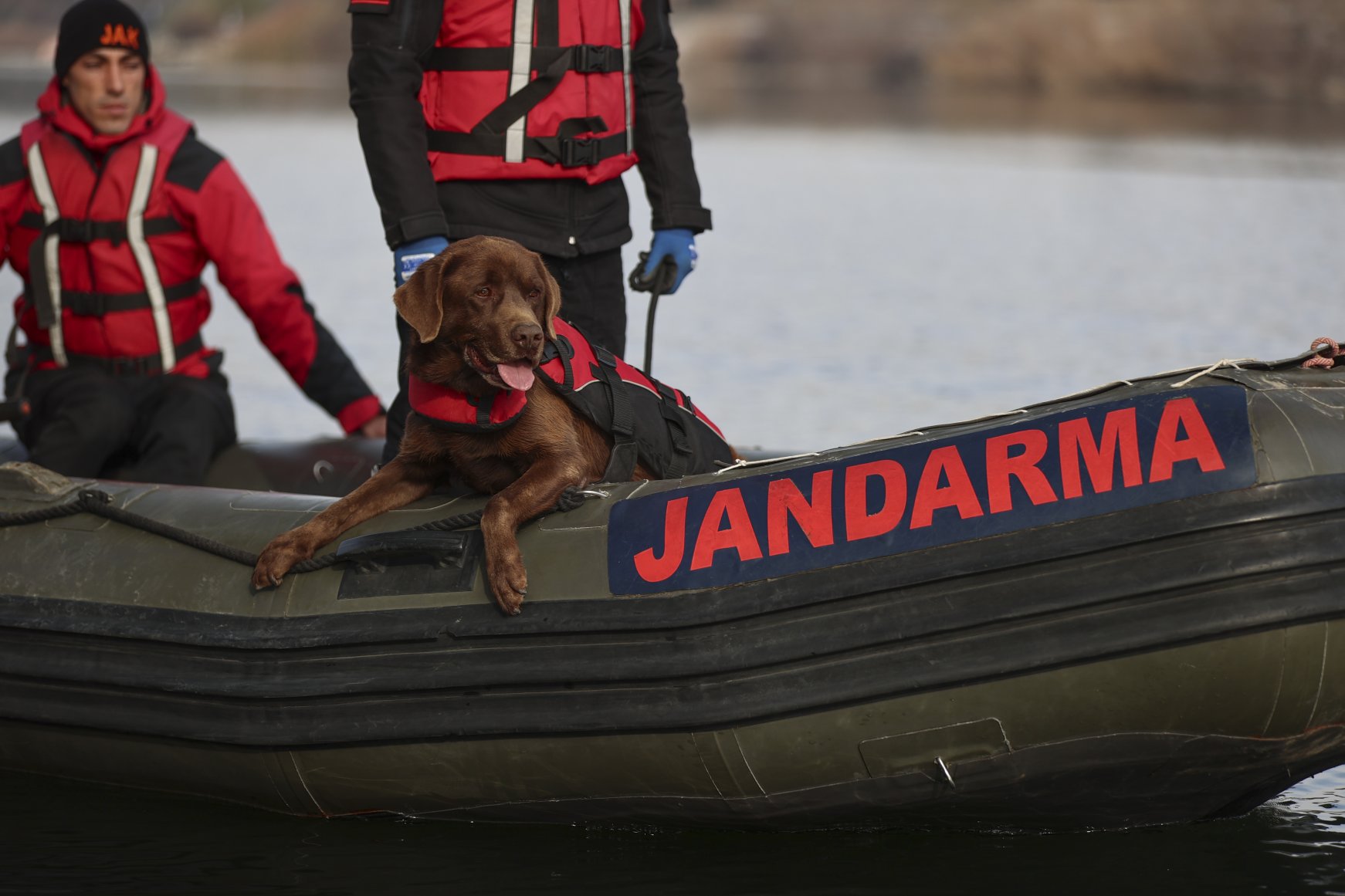 Meet latest addition to Turkish gendarmerie's aquatic search dogs ...
