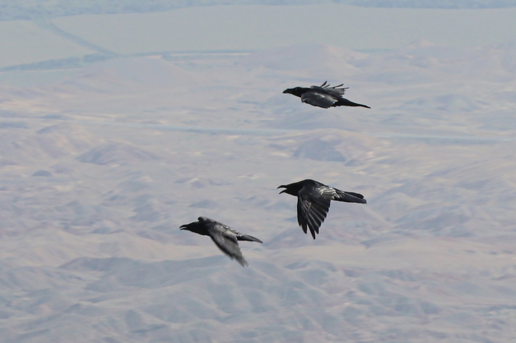 100 bird species living in eastern Türkiye photographed in study ...