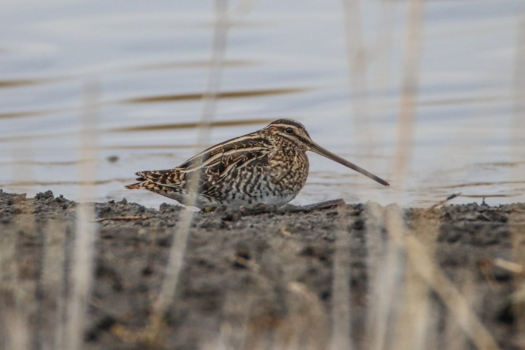 100 bird species living in eastern Türkiye photographed in study ...