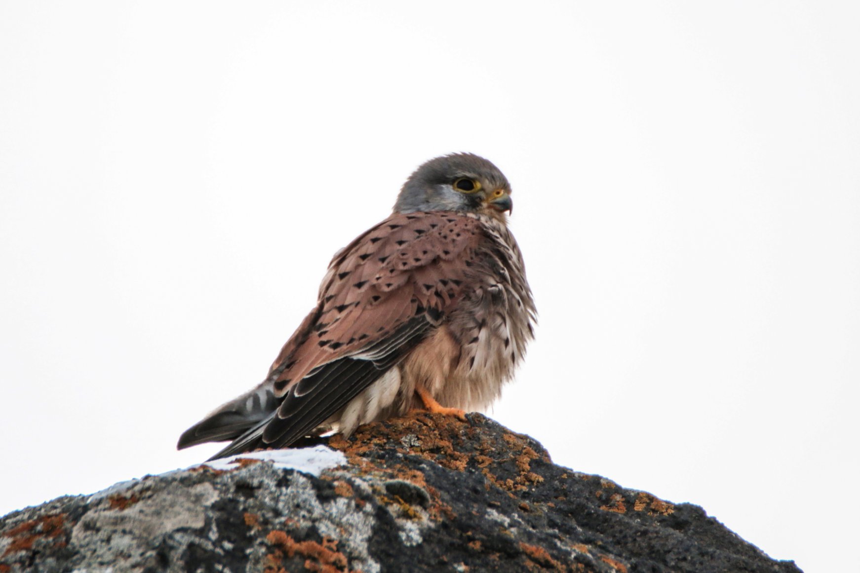100 bird species living in eastern Türkiye photographed in study ...