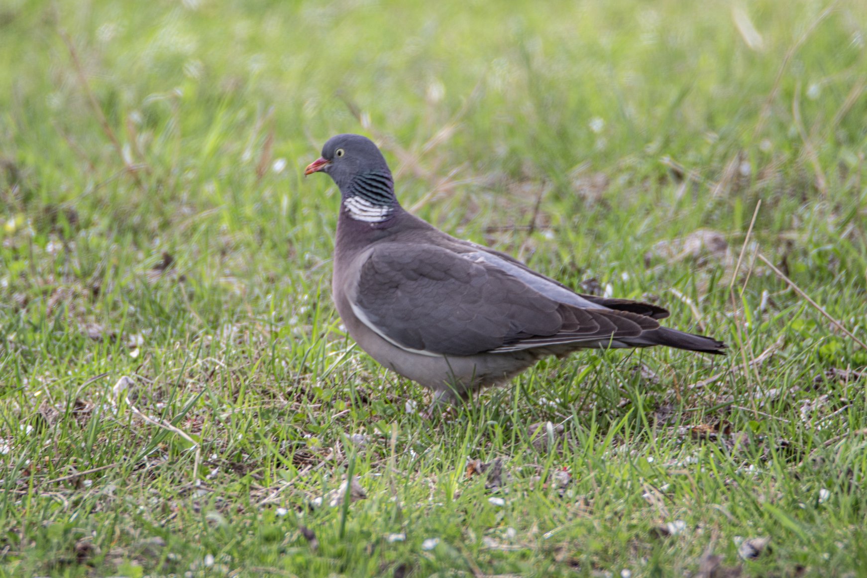 100 bird species living in eastern Türkiye photographed in study ...