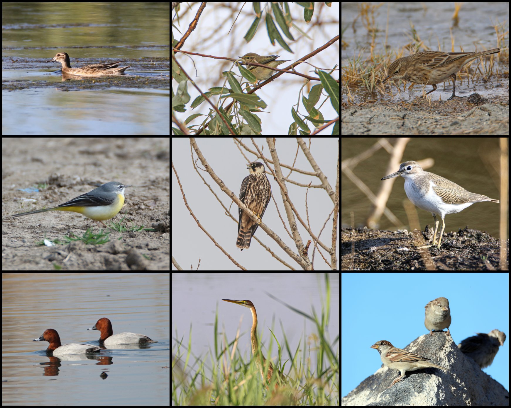 100 bird species living in eastern Türkiye photographed in study ...