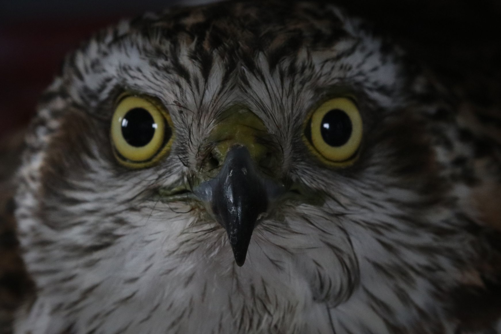 100 bird species living in eastern Türkiye photographed in study ...