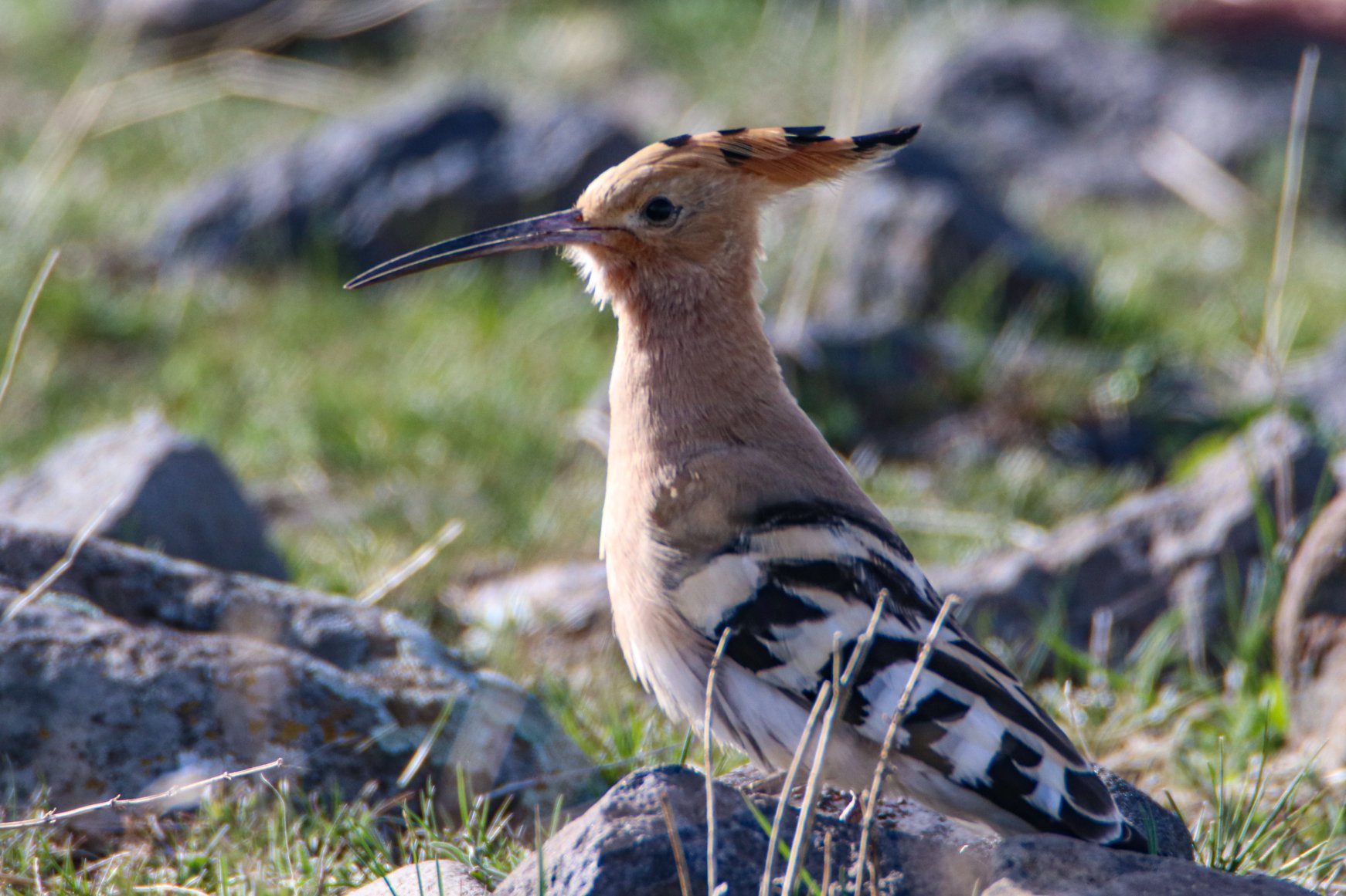 100 bird species living in eastern Türkiye photographed in study ...