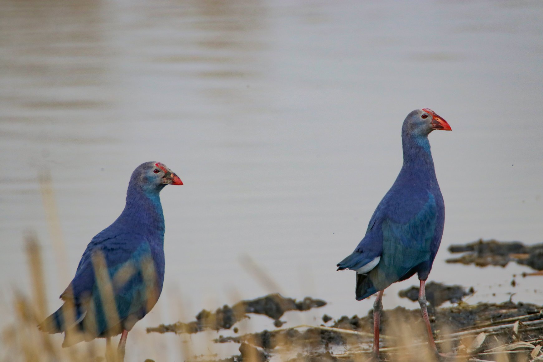 100 bird species living in eastern Türkiye photographed in study ...