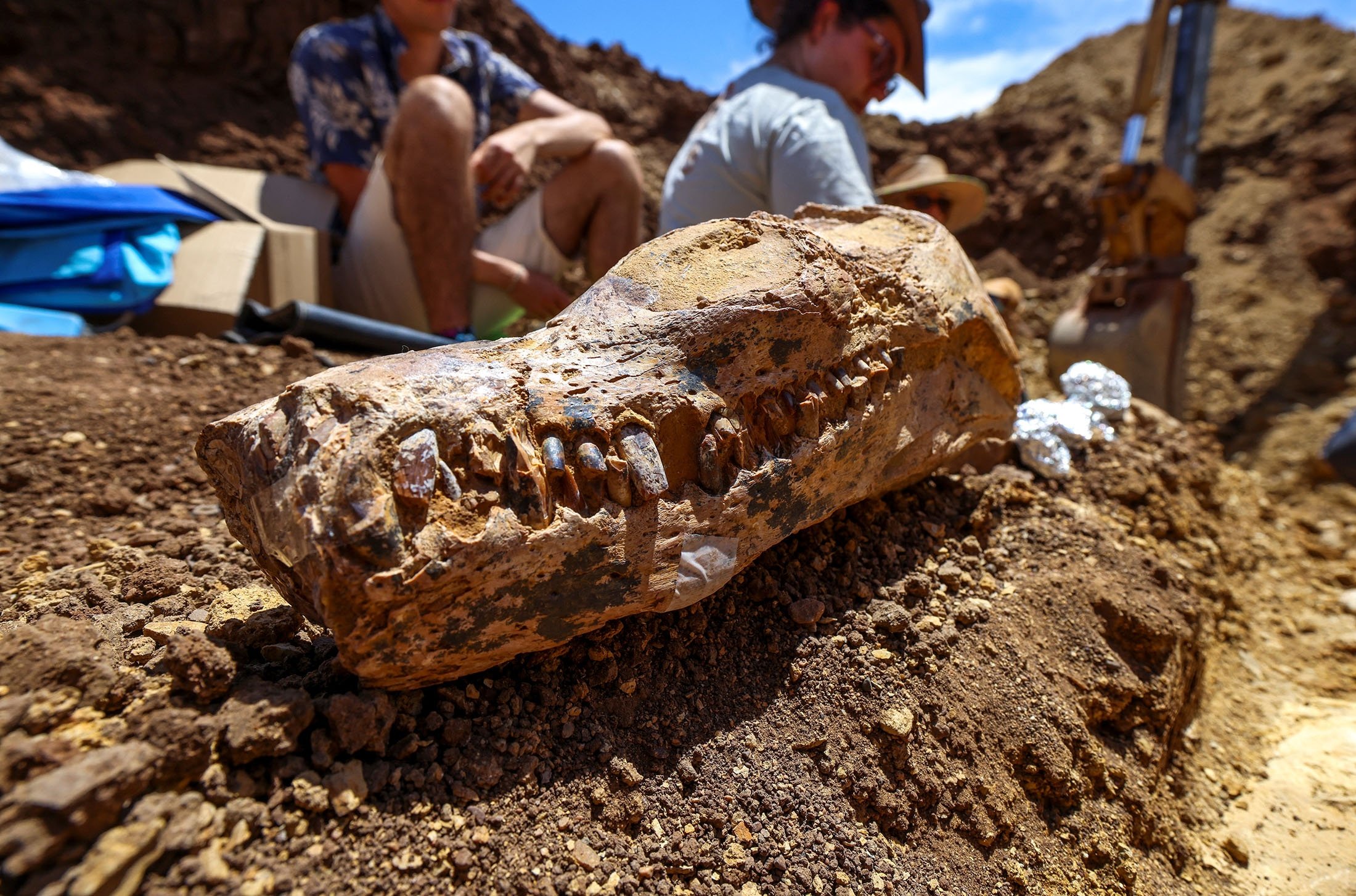 Paleontologist Fossils Paleontologist Fossils