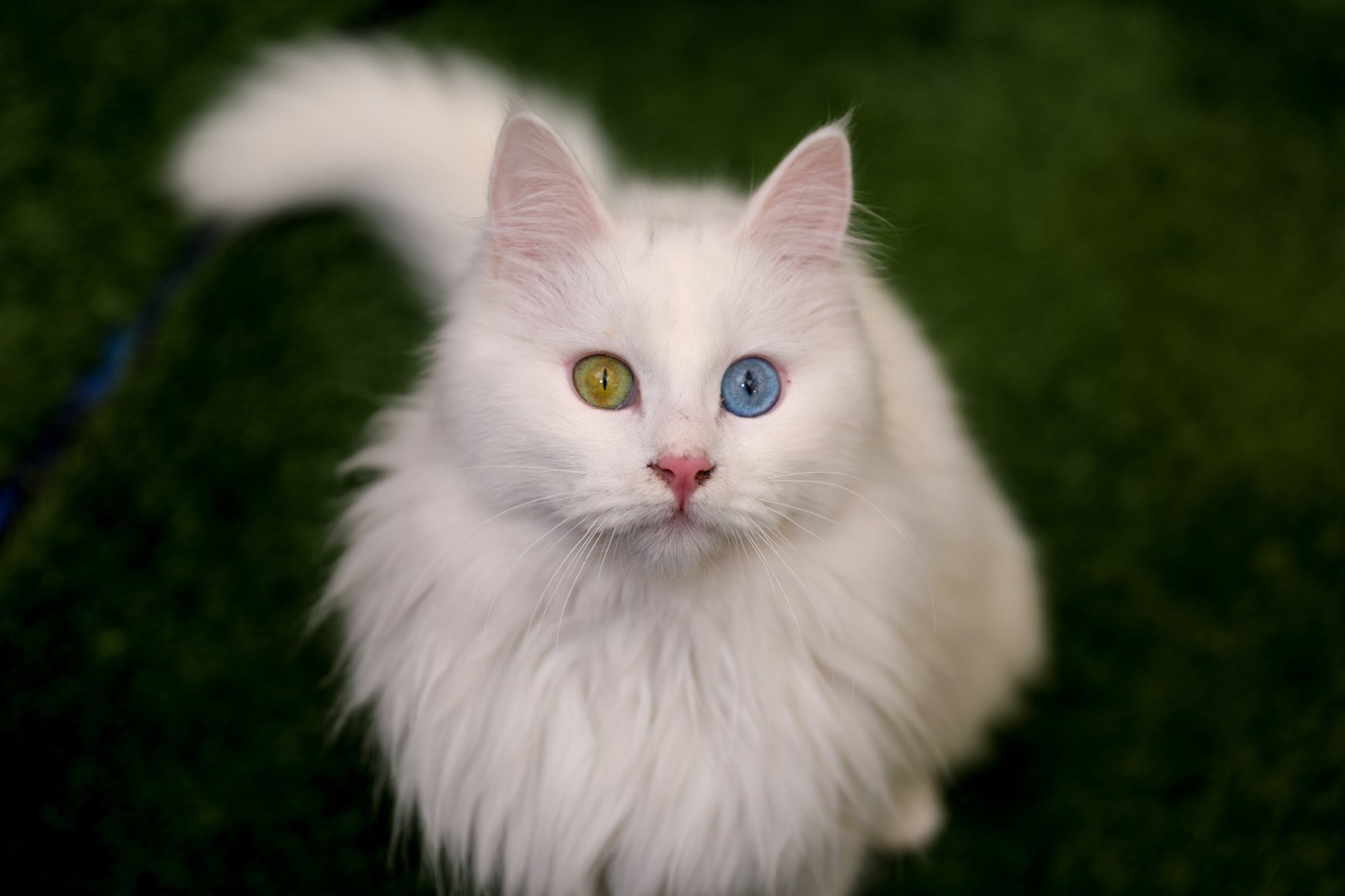 Turkish Van cat overdose: Breeding program starts | Daily Sabah