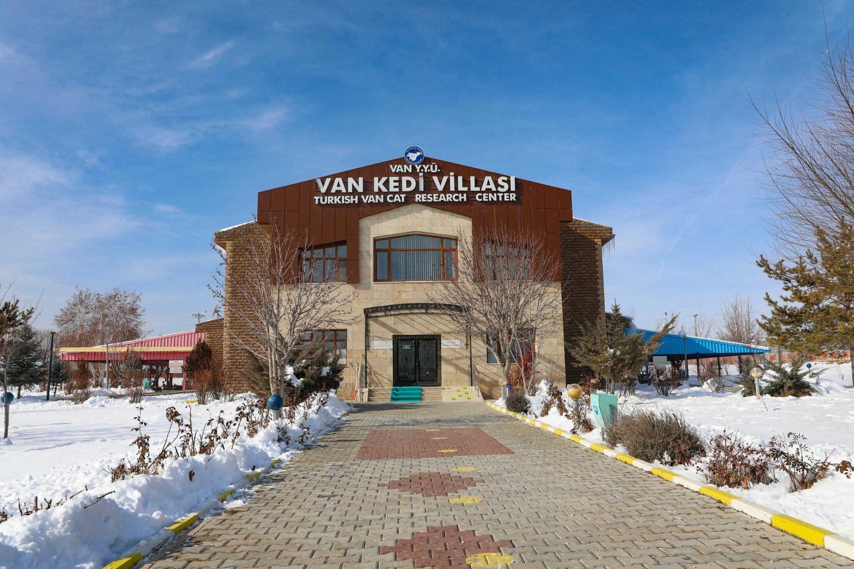 Turkish Van cat overdose: Breeding program starts | Daily Sabah