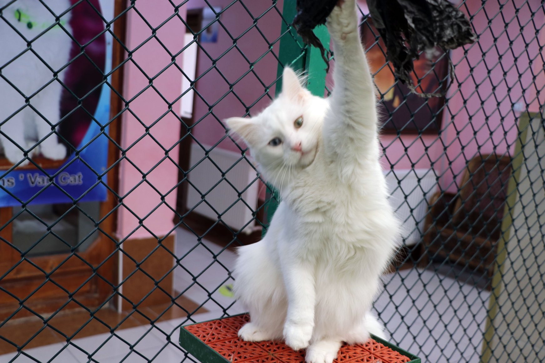 Turkish Van cat overdose: Breeding program starts | Daily Sabah