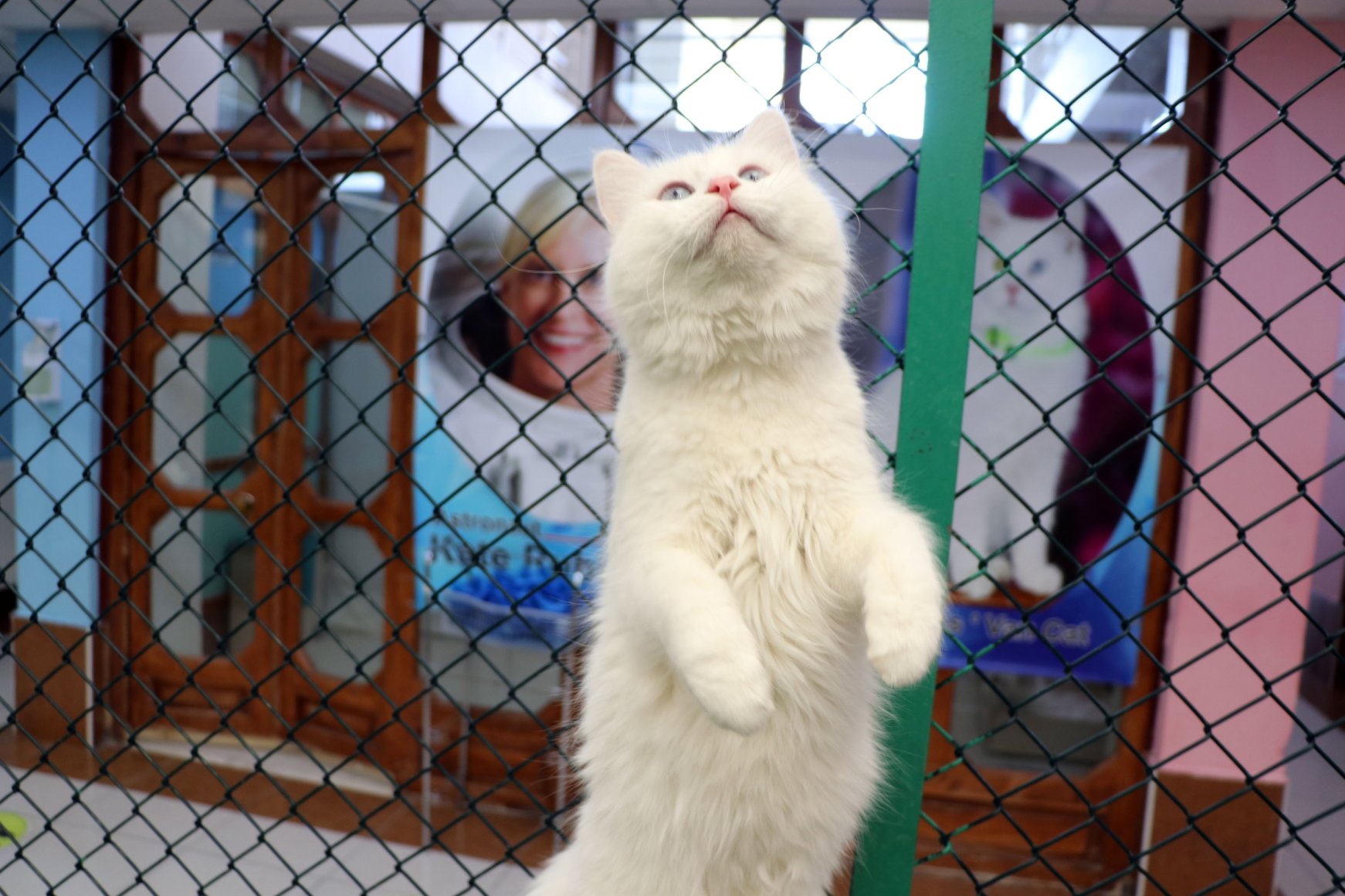 Turkish Van cat overdose: Breeding program starts | Daily Sabah